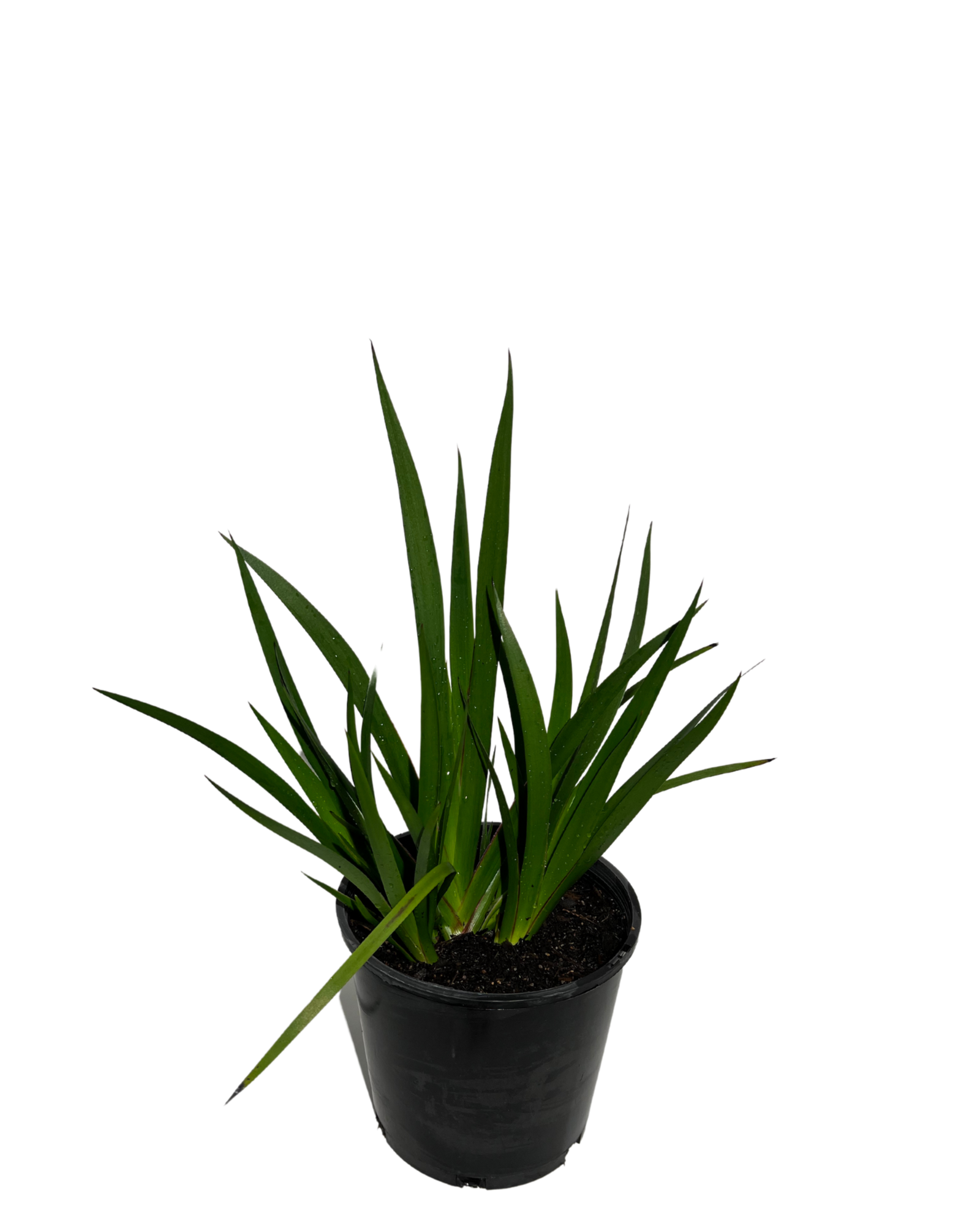 Kangaroo Paw - Anigozanthos Landscape Gold