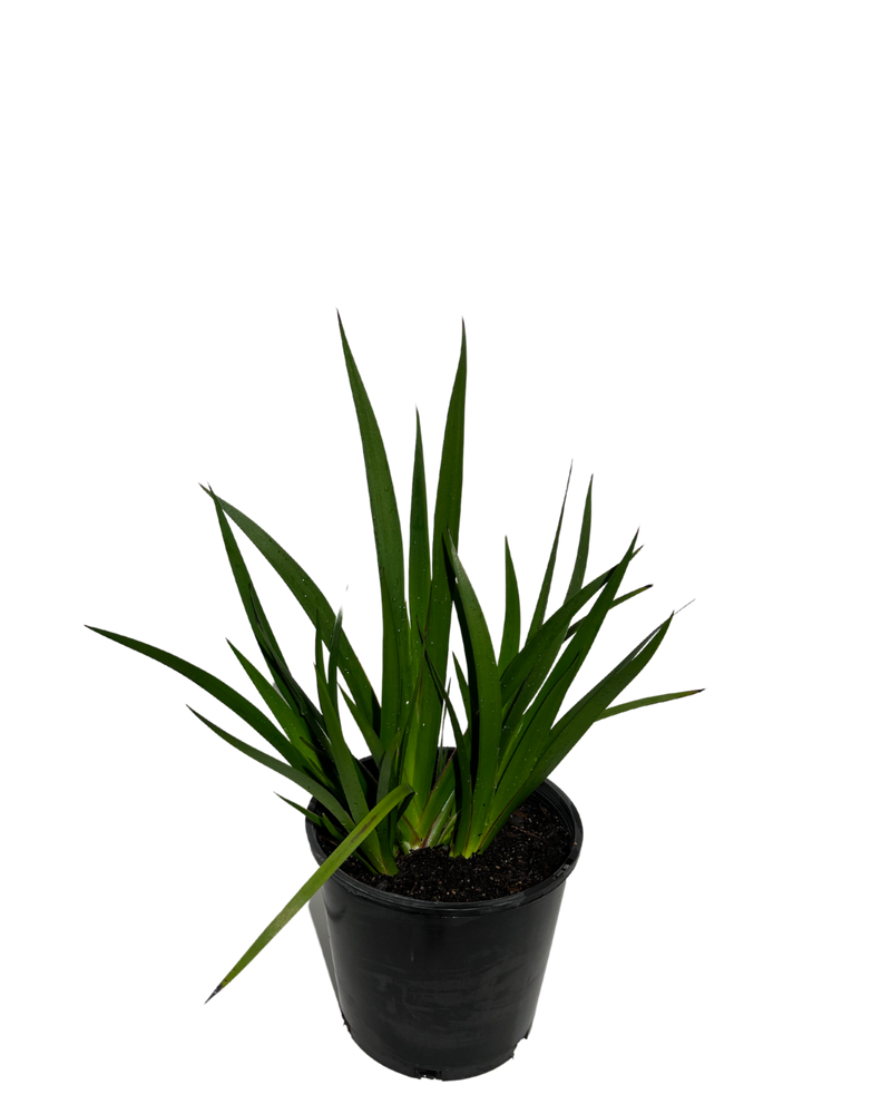 Kangaroo Paw - Anigozanthos Landscape Gold