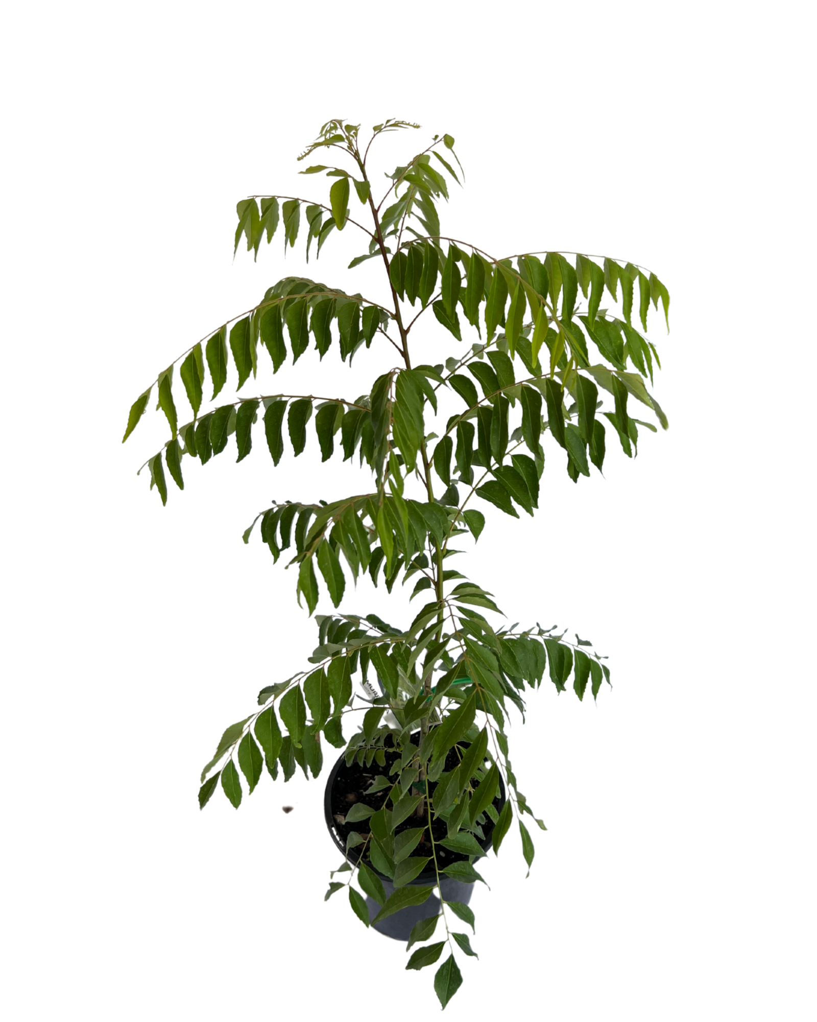 Curry Leaf - Murraya Koenigii