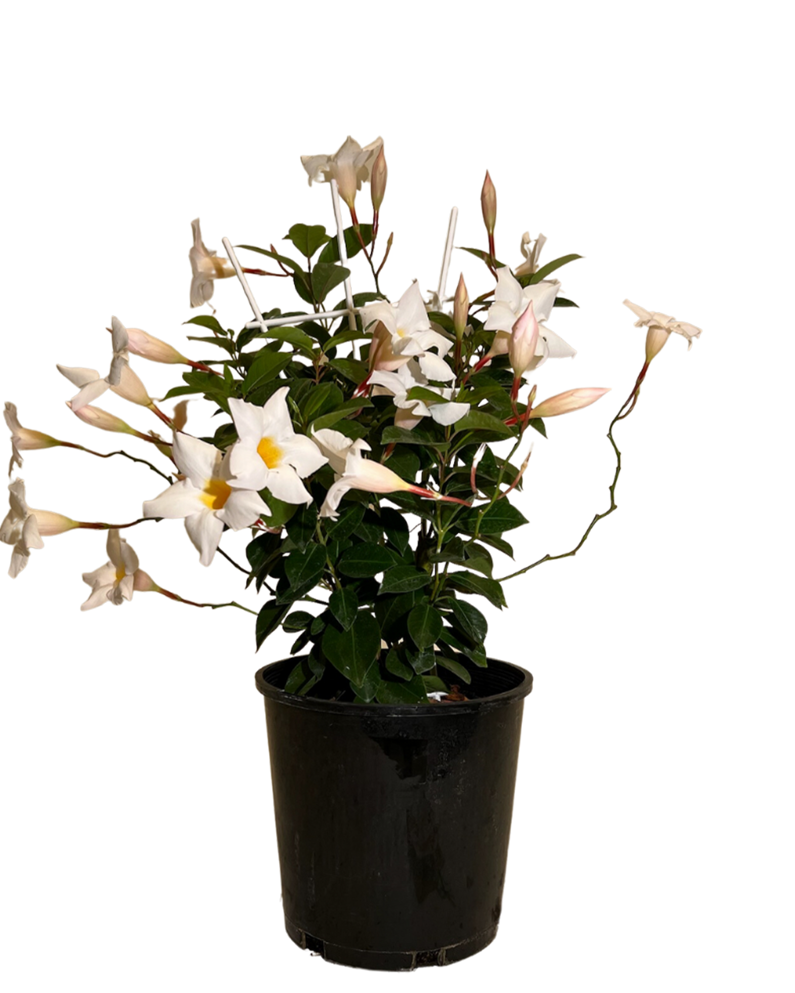 Mandevilla Aloha White