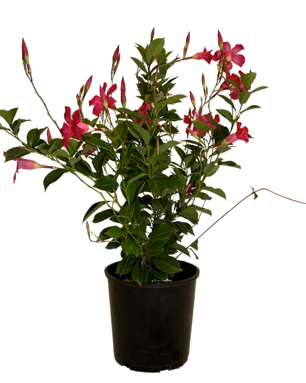 Mandevilla Aloha Pink Perfection | Climbing Plant Perth | Waldecks