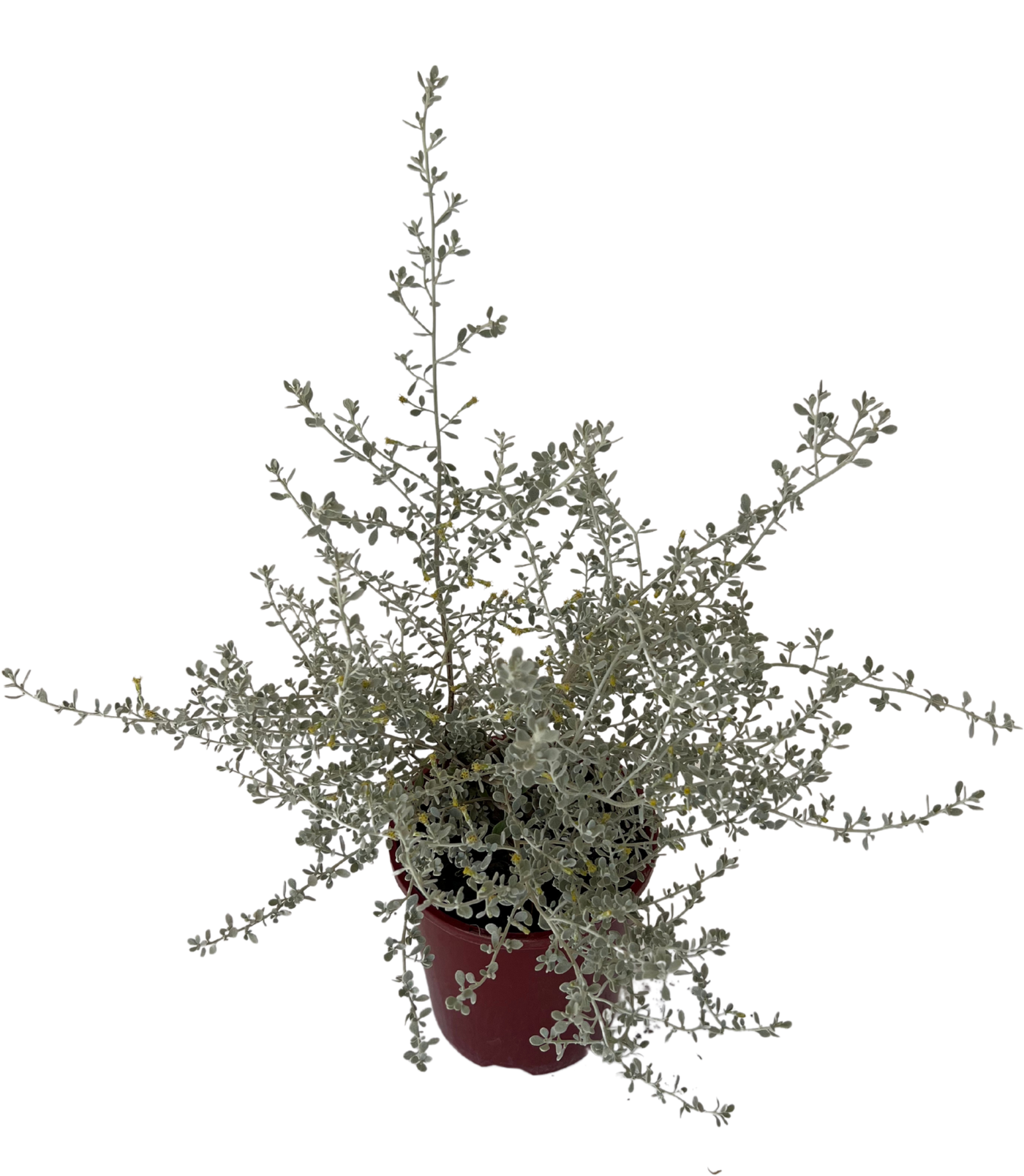 Olearia Little Smokie