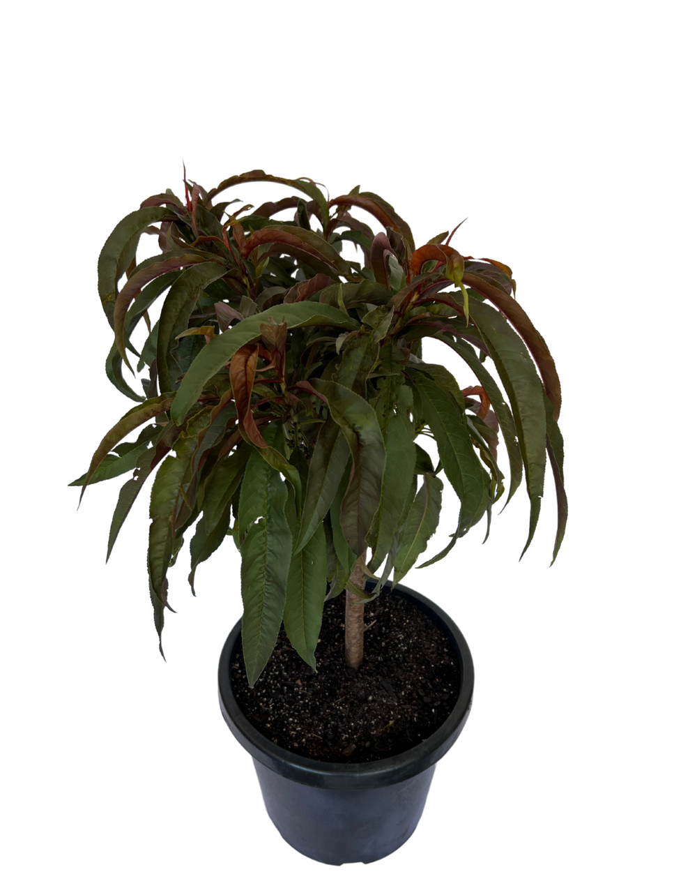 Peach Dwarf Sunset