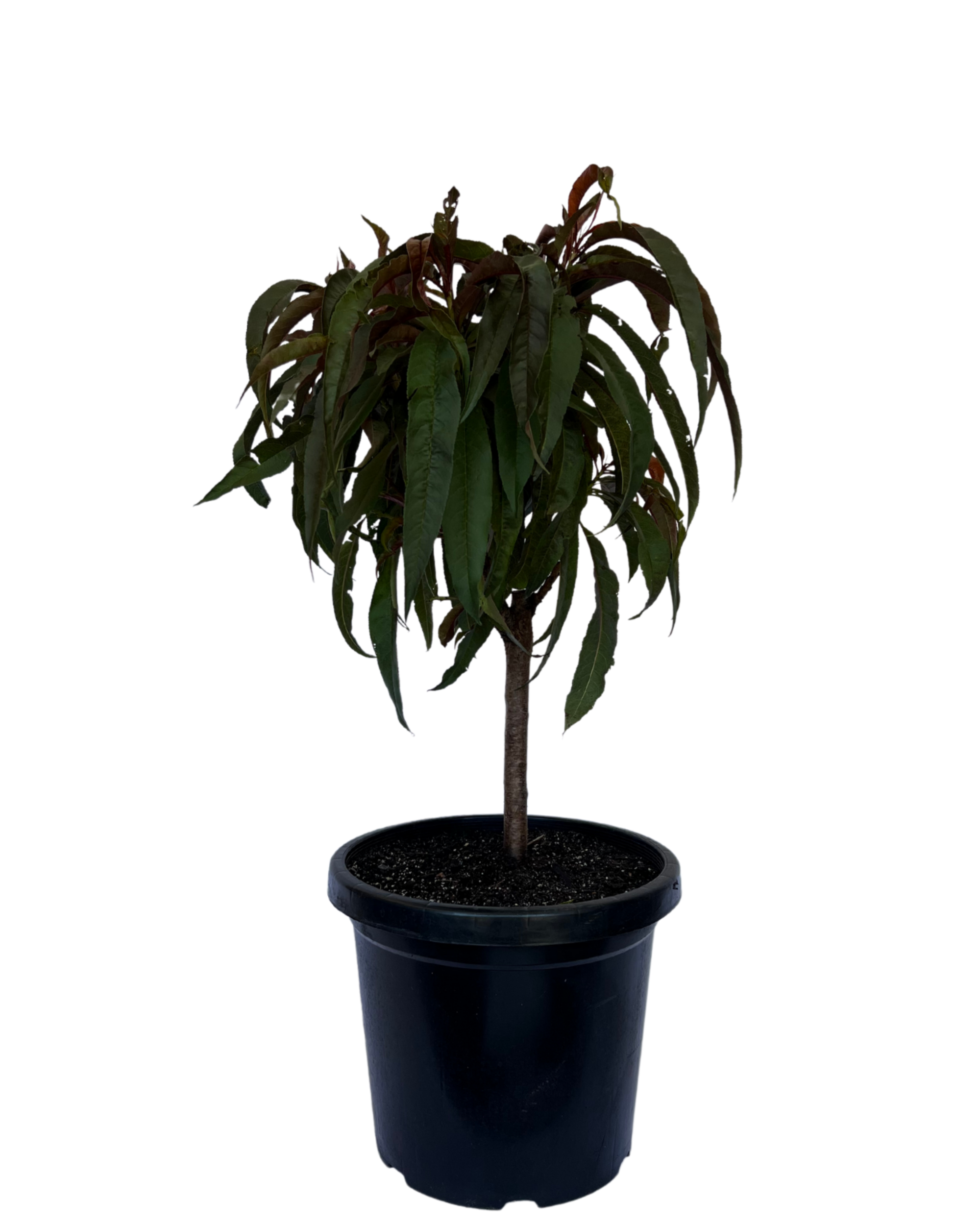 Peach - Sunset Dwarf | Fruit Tree Perth | Waldecks
