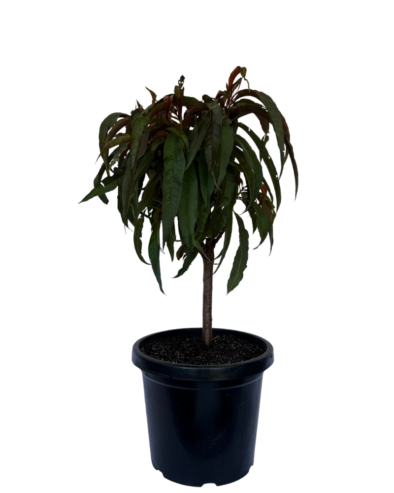 Peach Dwarf Sunset