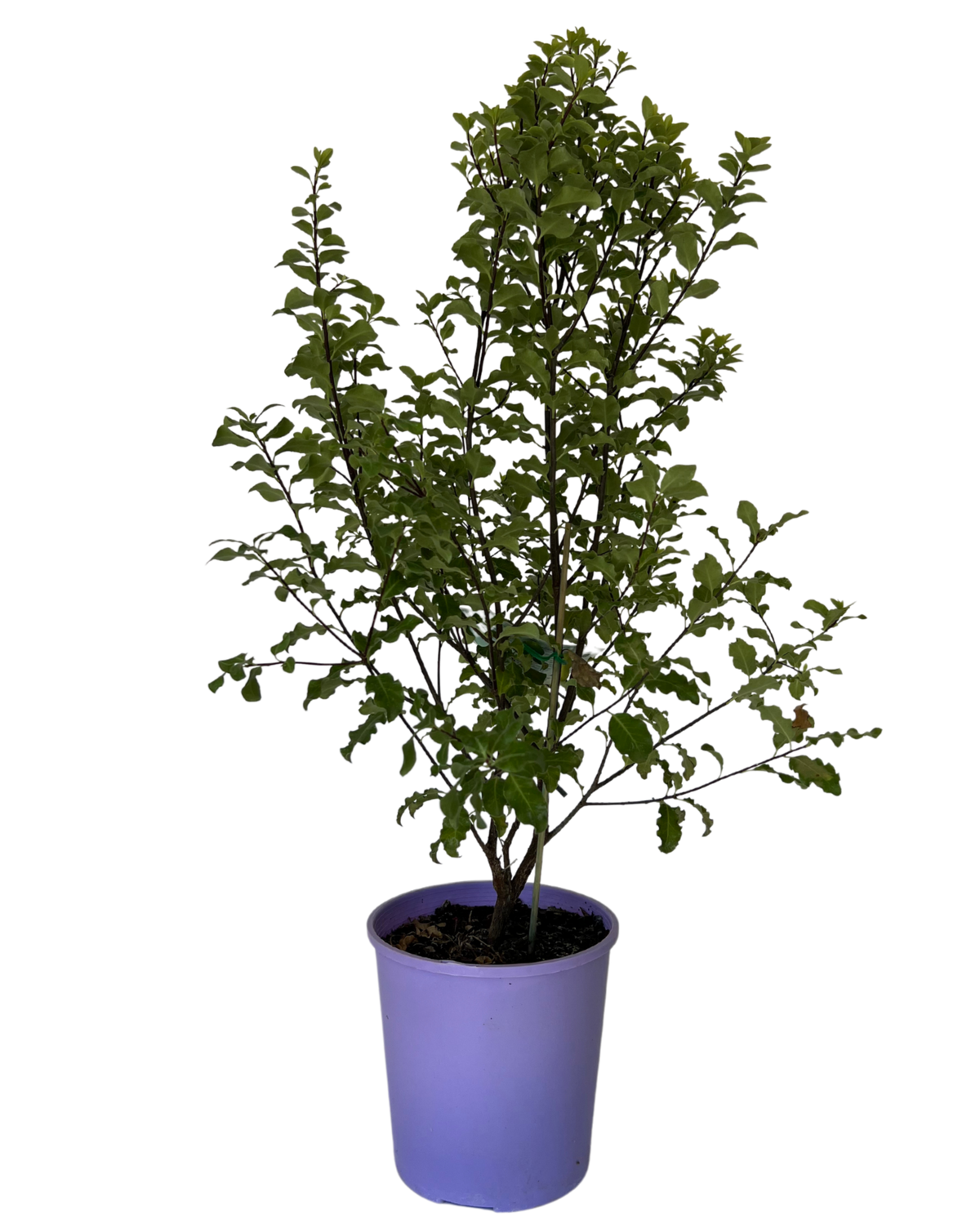 Pittosporum Tenuifolium Tasman Ruffles