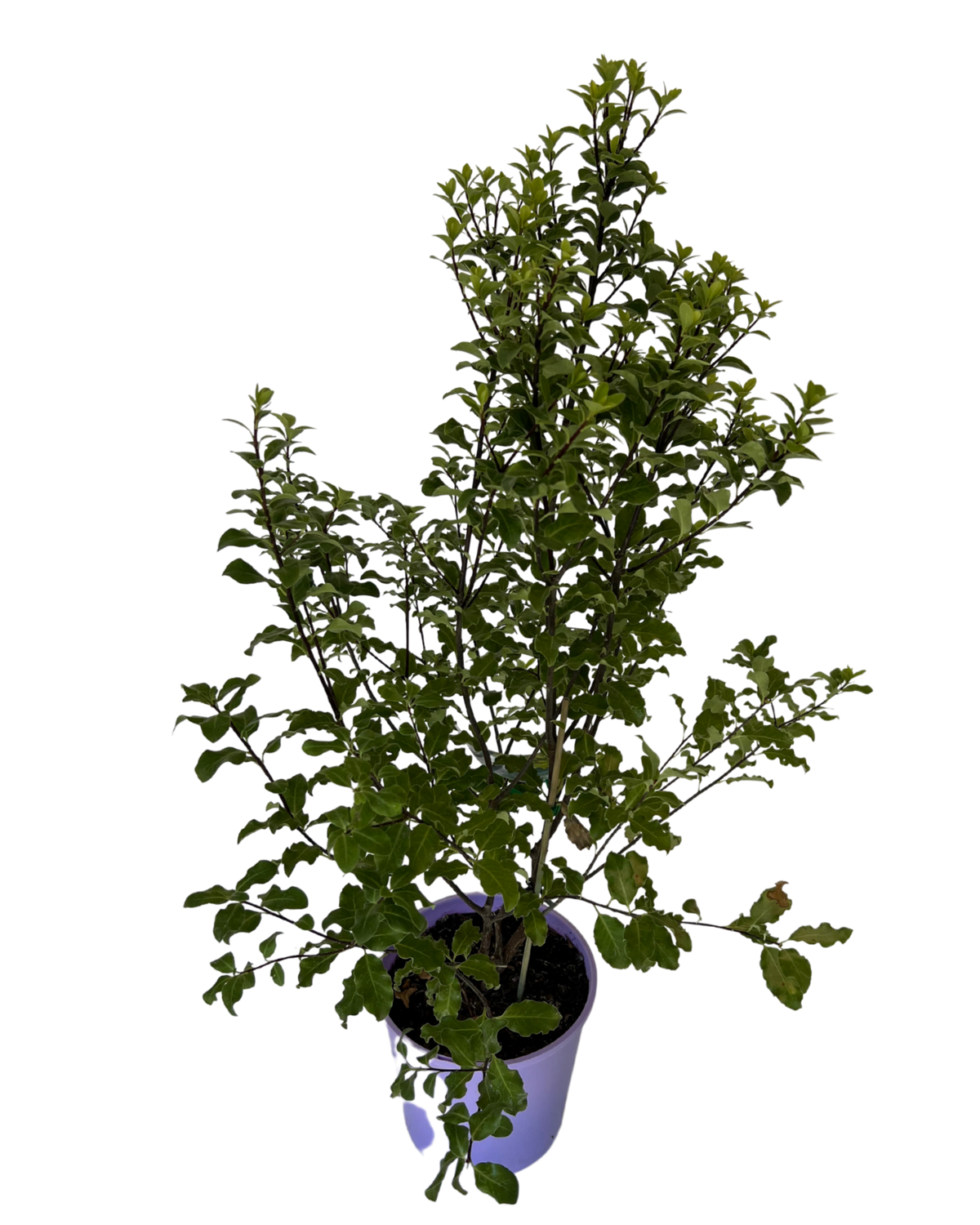 Pittosporum Tenuifolium Tasman Ruffles