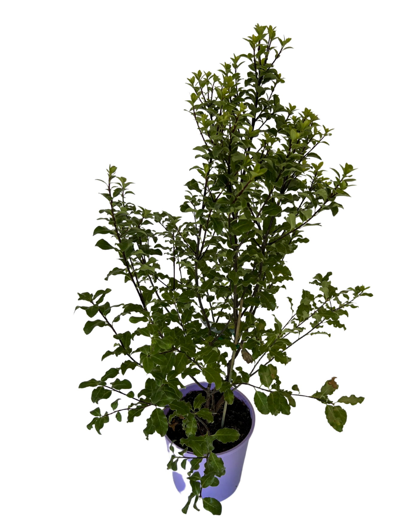 Pittosporum Tenuifolium Tasman Ruffles