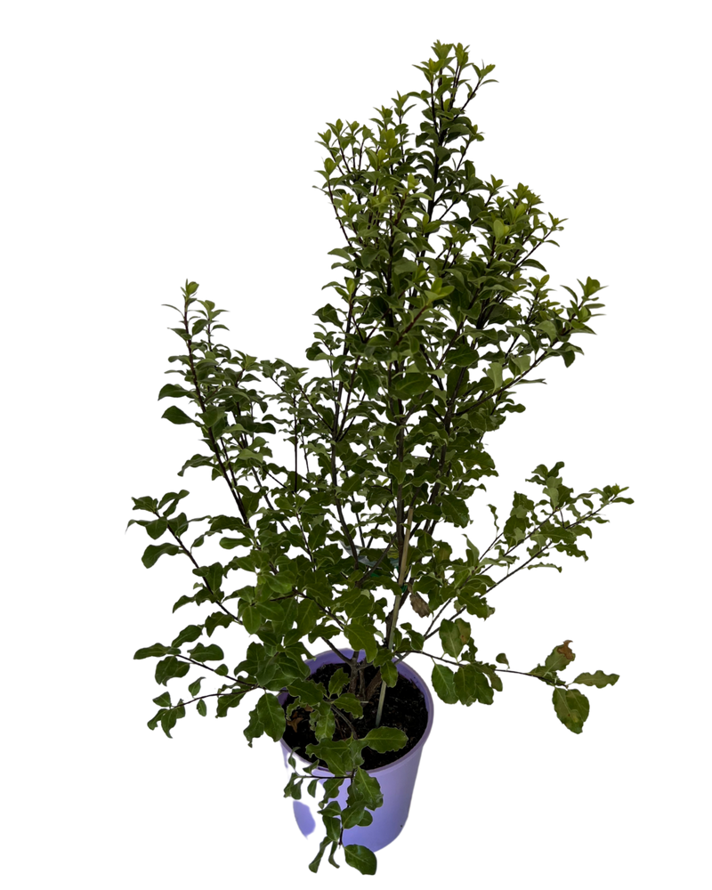 Pittosporum Tenuifolium Tasman Ruffles