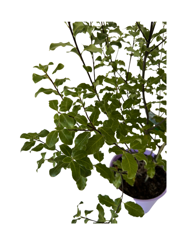 Pittosporum Tenuifolium Tasman Ruffles