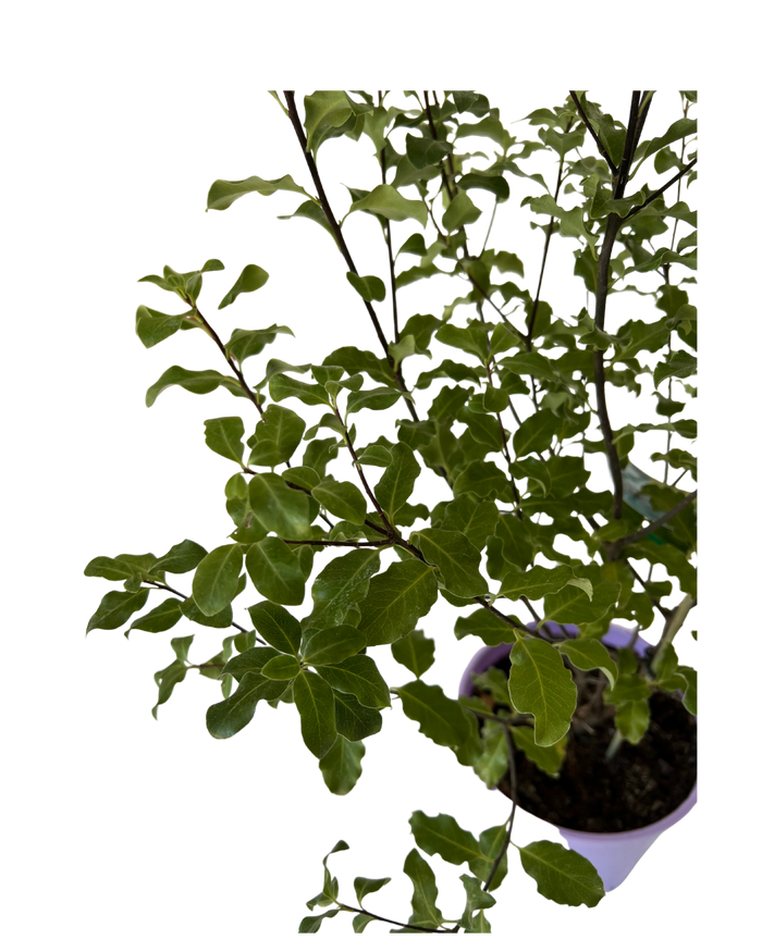 Pittosporum Tenuifolium Tasman Ruffles