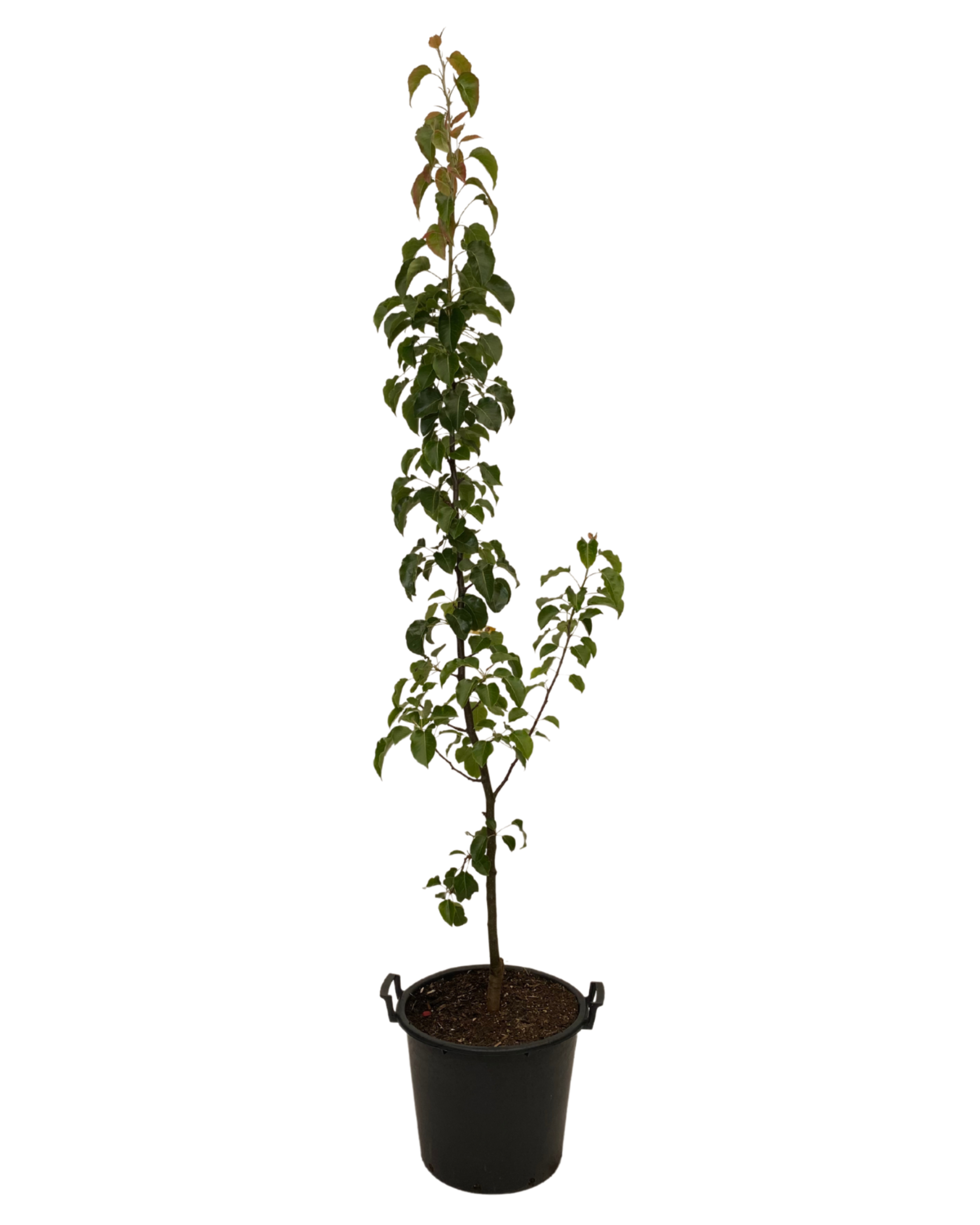 Ornamental Pear - Pyrus Capital | Garden Tree Perth | Waldecks