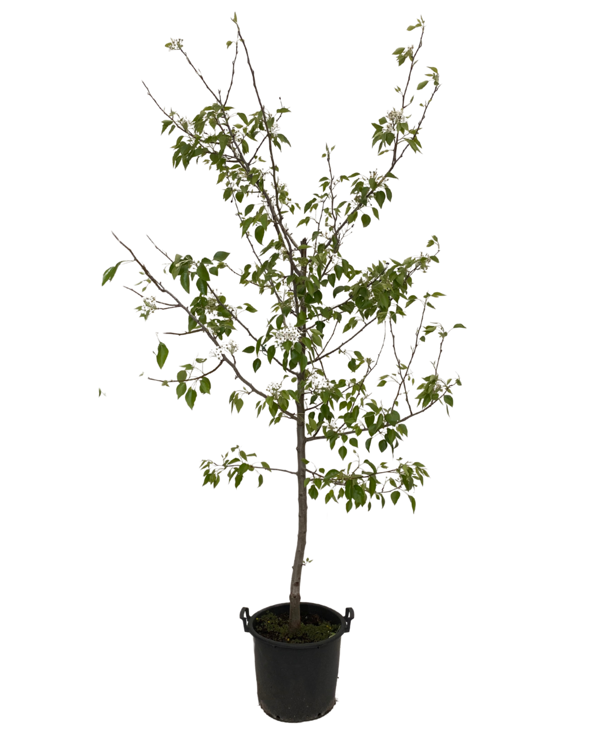 Snow Pear - Pyrus Nivalis | Garden Tree Perth | Waldecks