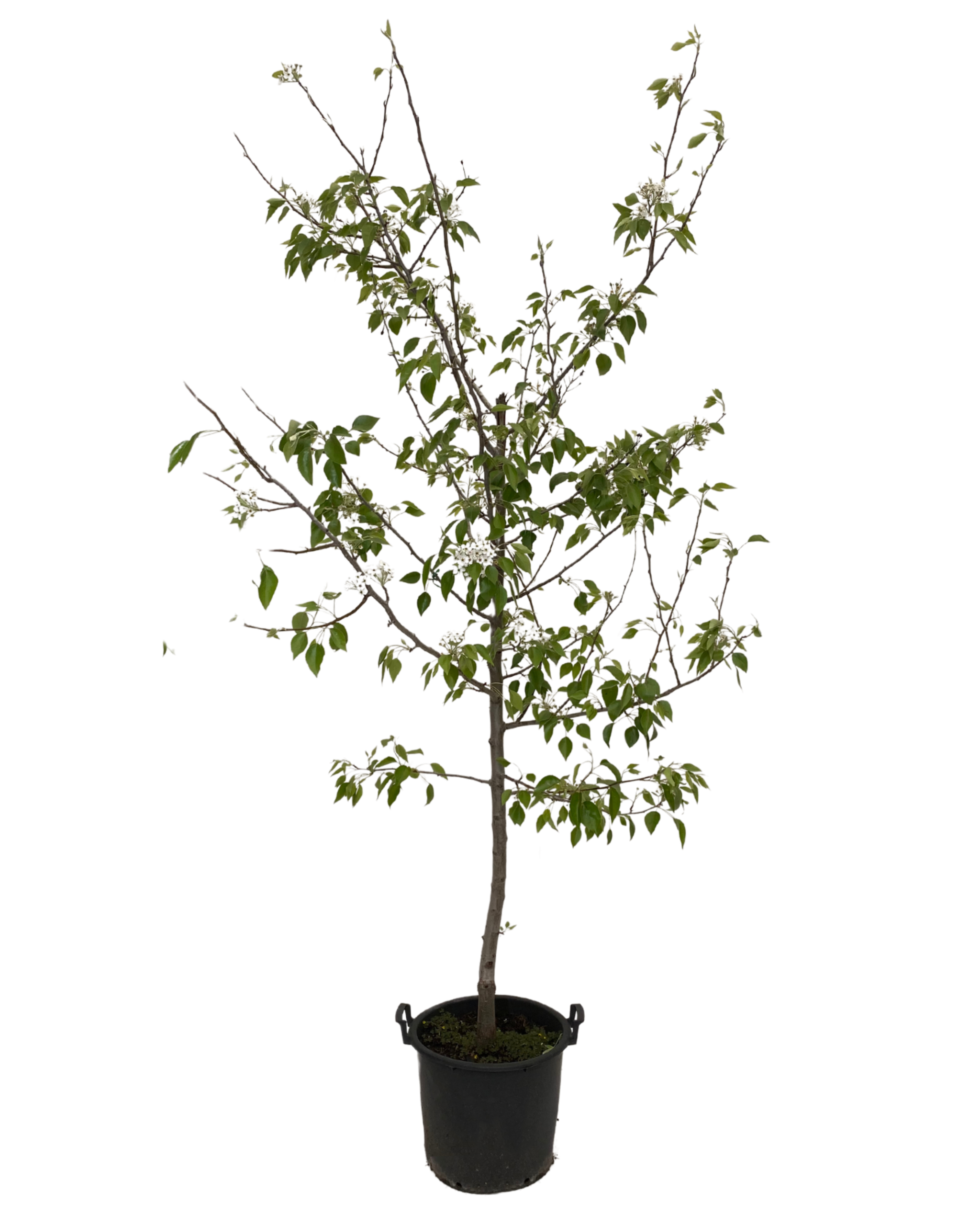 Snow Pear - Pyrus Nivalis | Garden Tree Perth | Waldecks