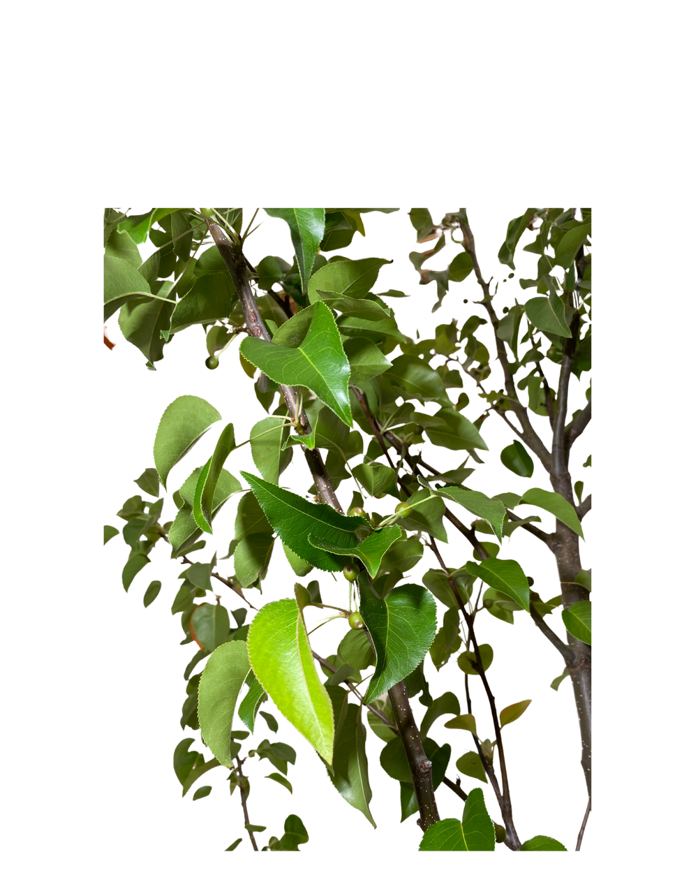 Ornamental Pear - Pyrus Calleryana Winter Glow