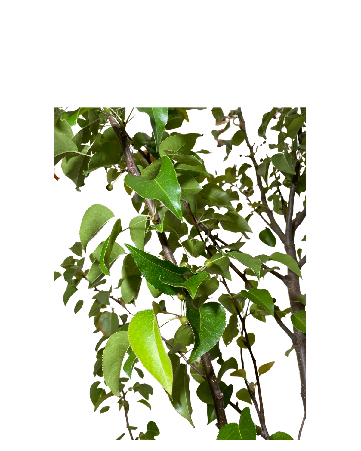 Ornamental Pear - Pyrus Calleryana Winter Glow | Tree Perth | Waldecks