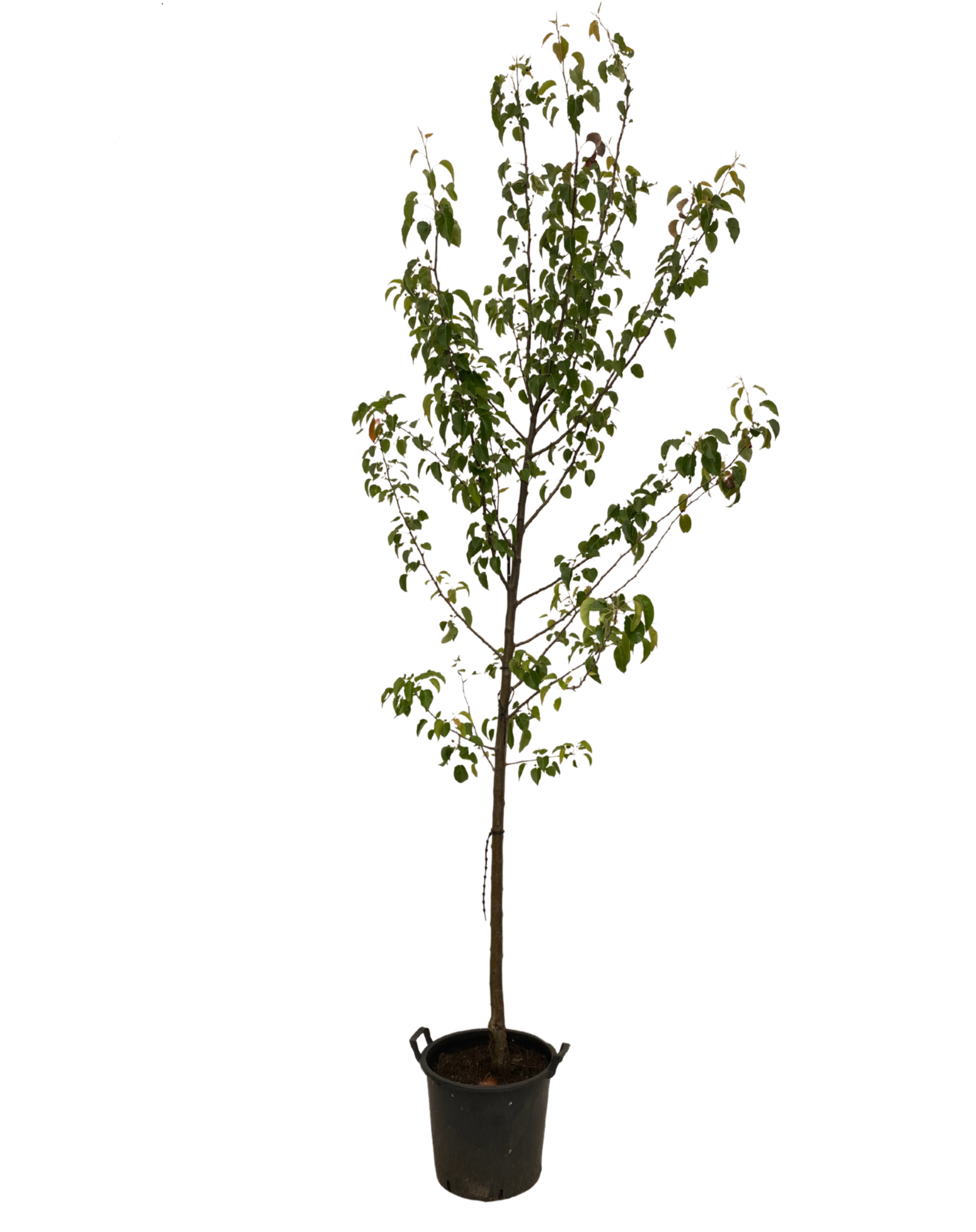 Ornamental Pear - Pyrus Calleryana Winter Glow