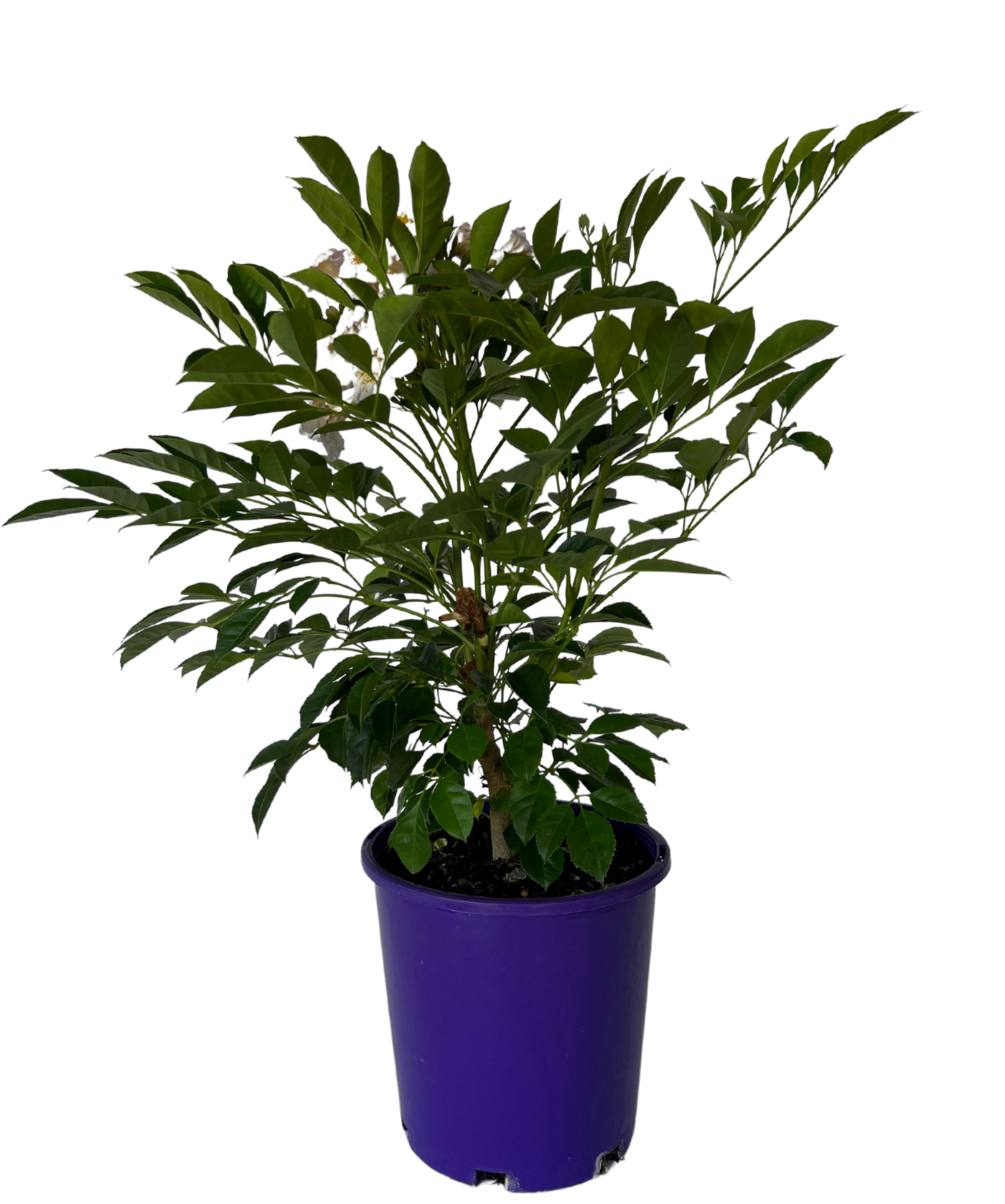 Radermachera Everlasting Beauty