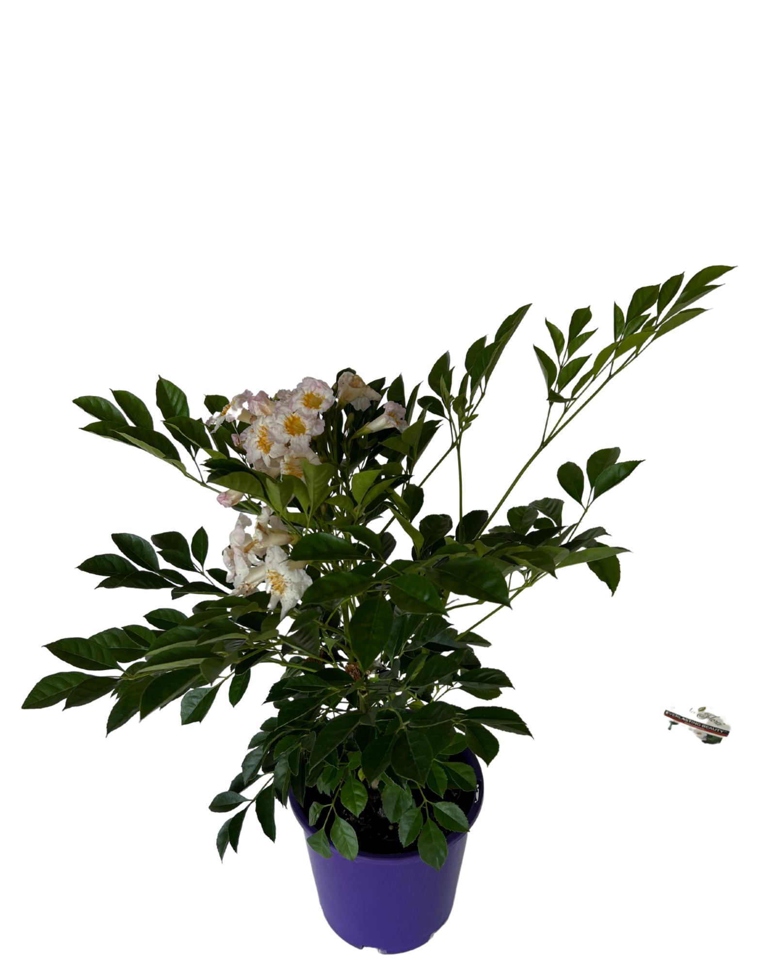 Radermachera Everlasting Beauty