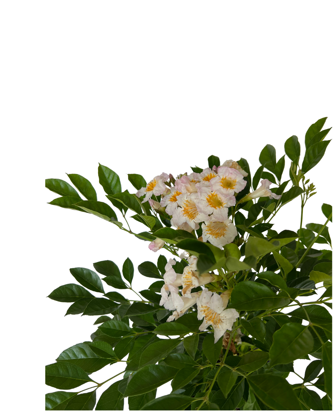 Radermachera Everlasting Beauty