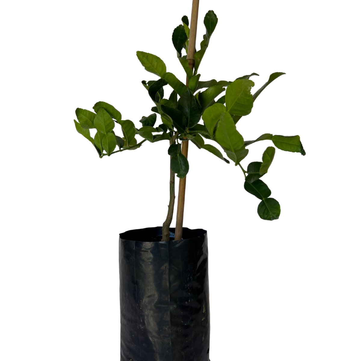 kaffir lime tree perth