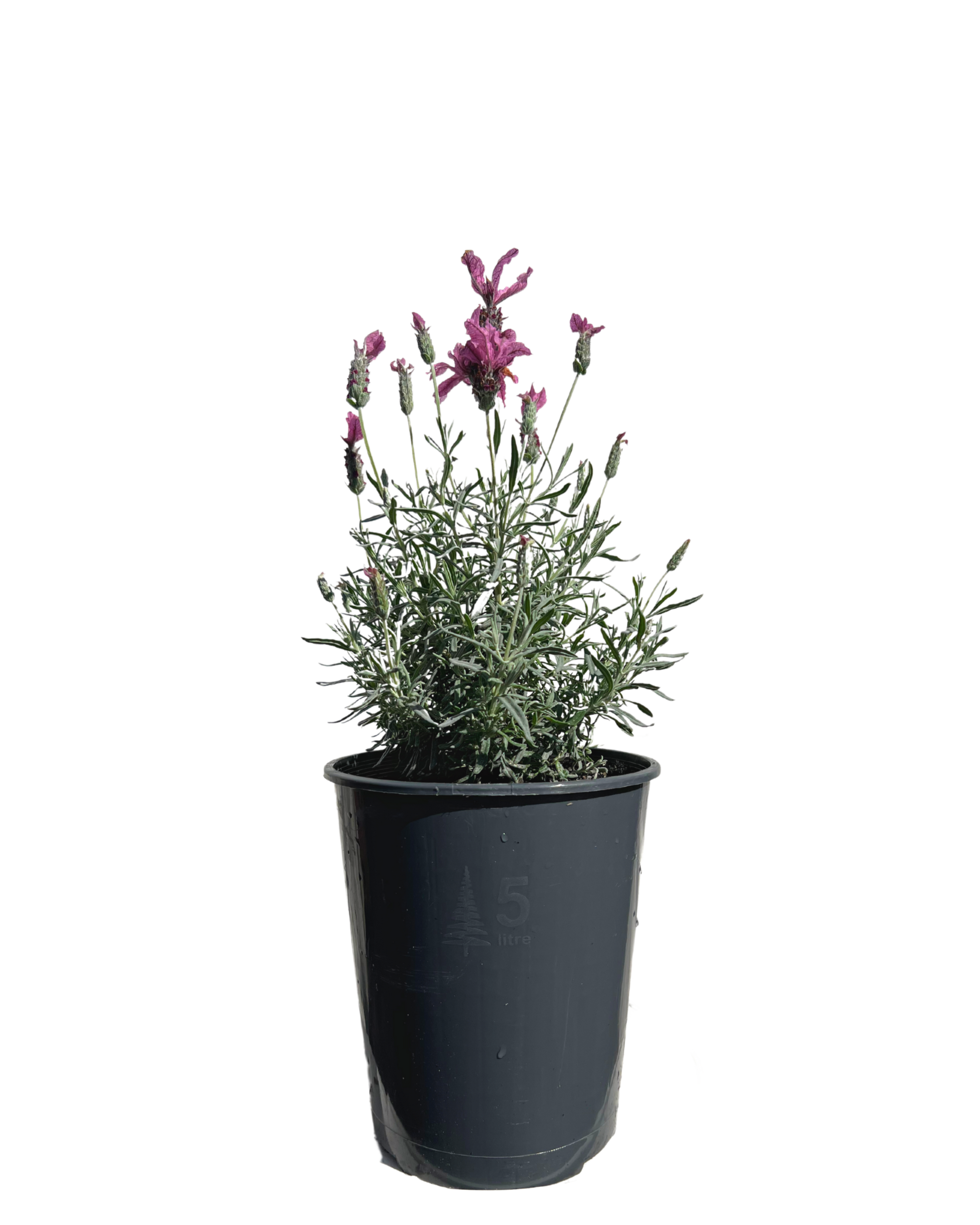 Lavender - Lavandula Silver Princess
