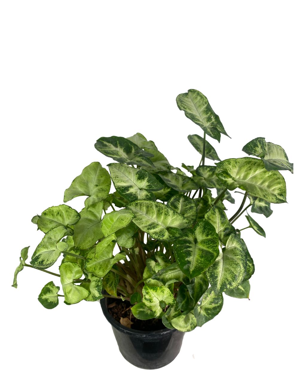 Syngonium Pixie | Indoor Plant Perth | Waldecks