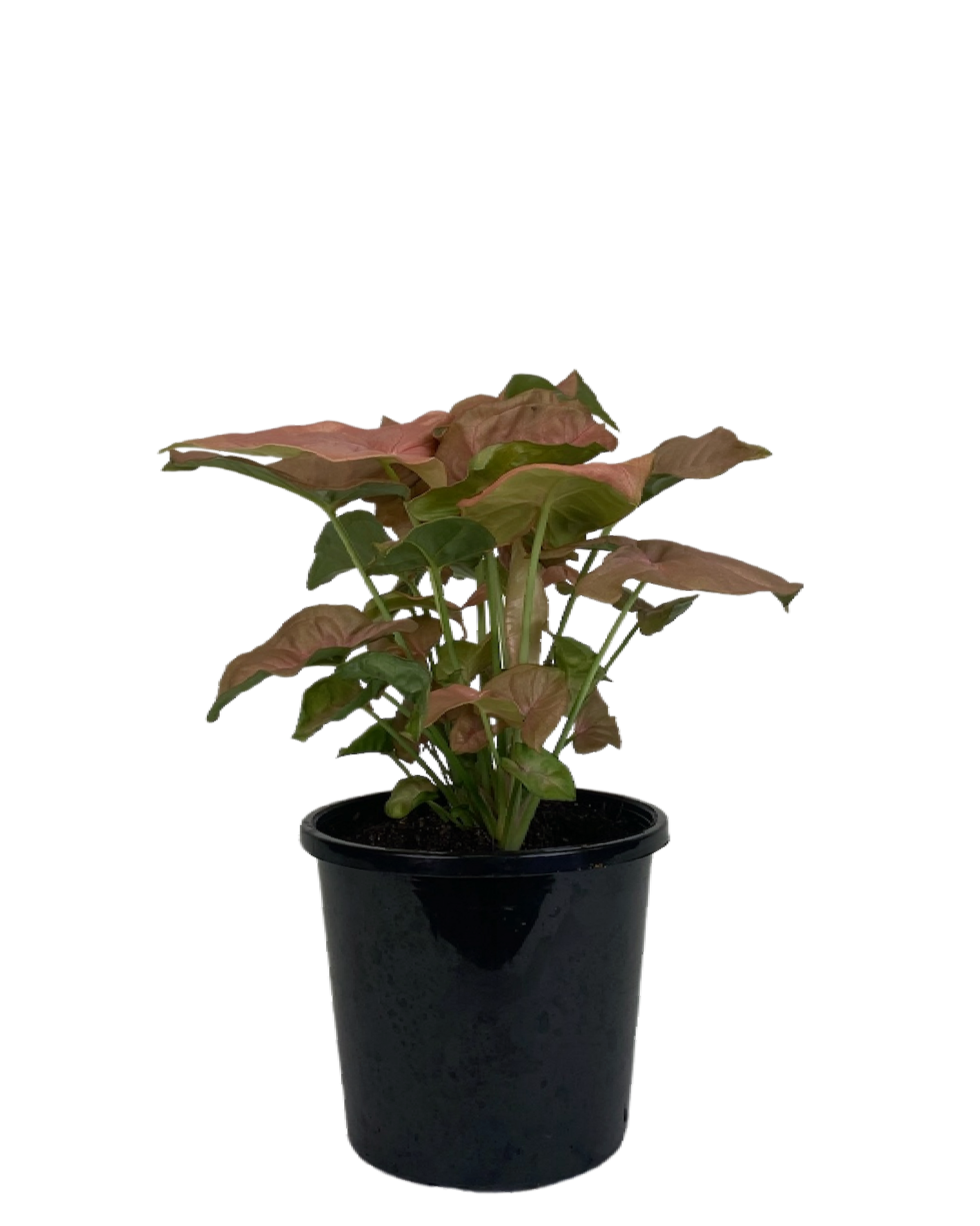 Syngonium Red Heart | Indoor Plant Perth | Waldecks