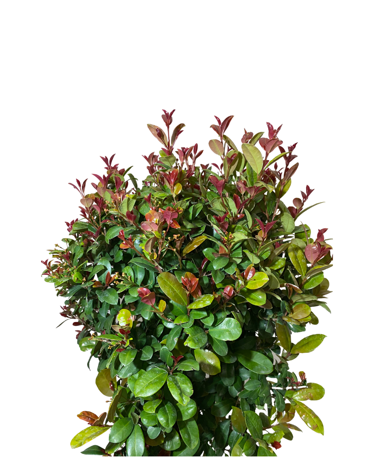 Lilly Pilly - Syzygium Cherry Bomb Standard