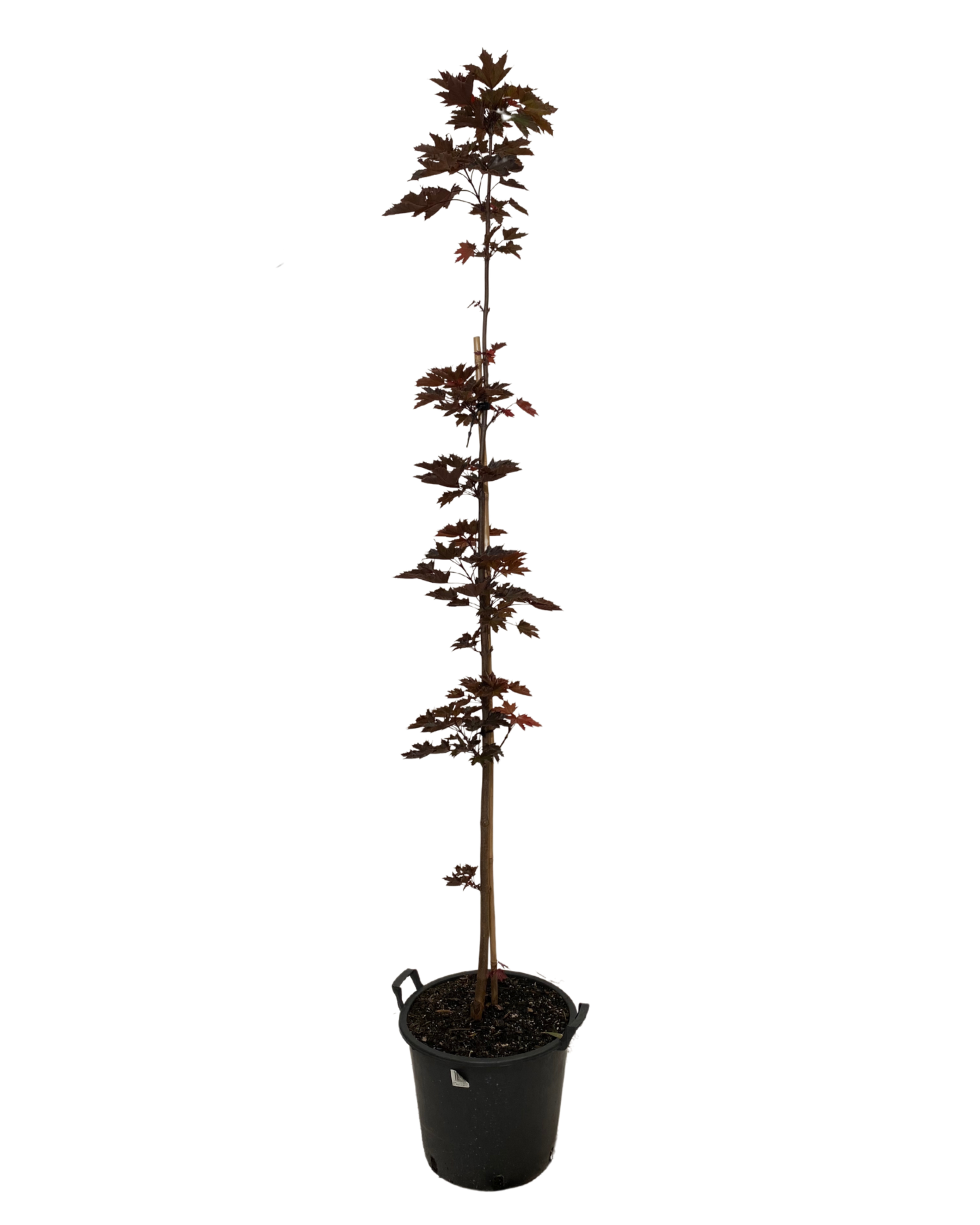 Acer platanoides Crimson Sentry Maple