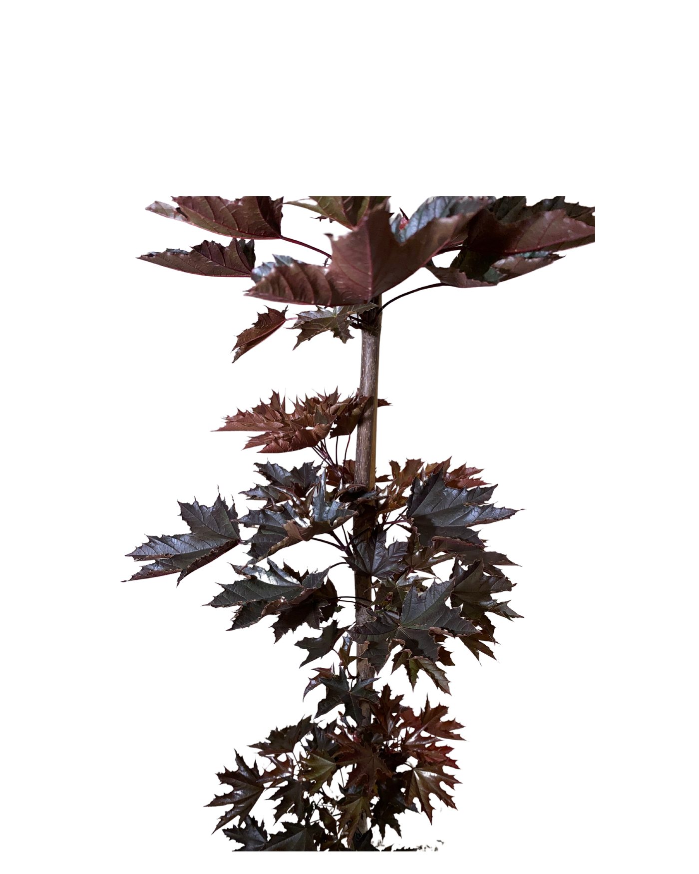 Acer platanoides Crimson Sentry Maple