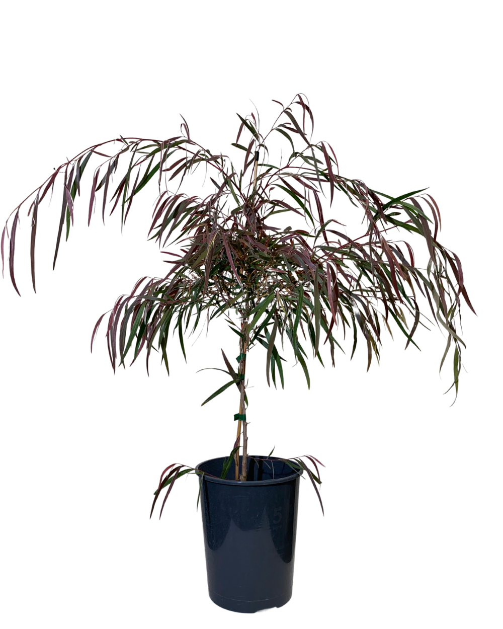 Willow Peppermint - Agonis Flexuosa Burgundy