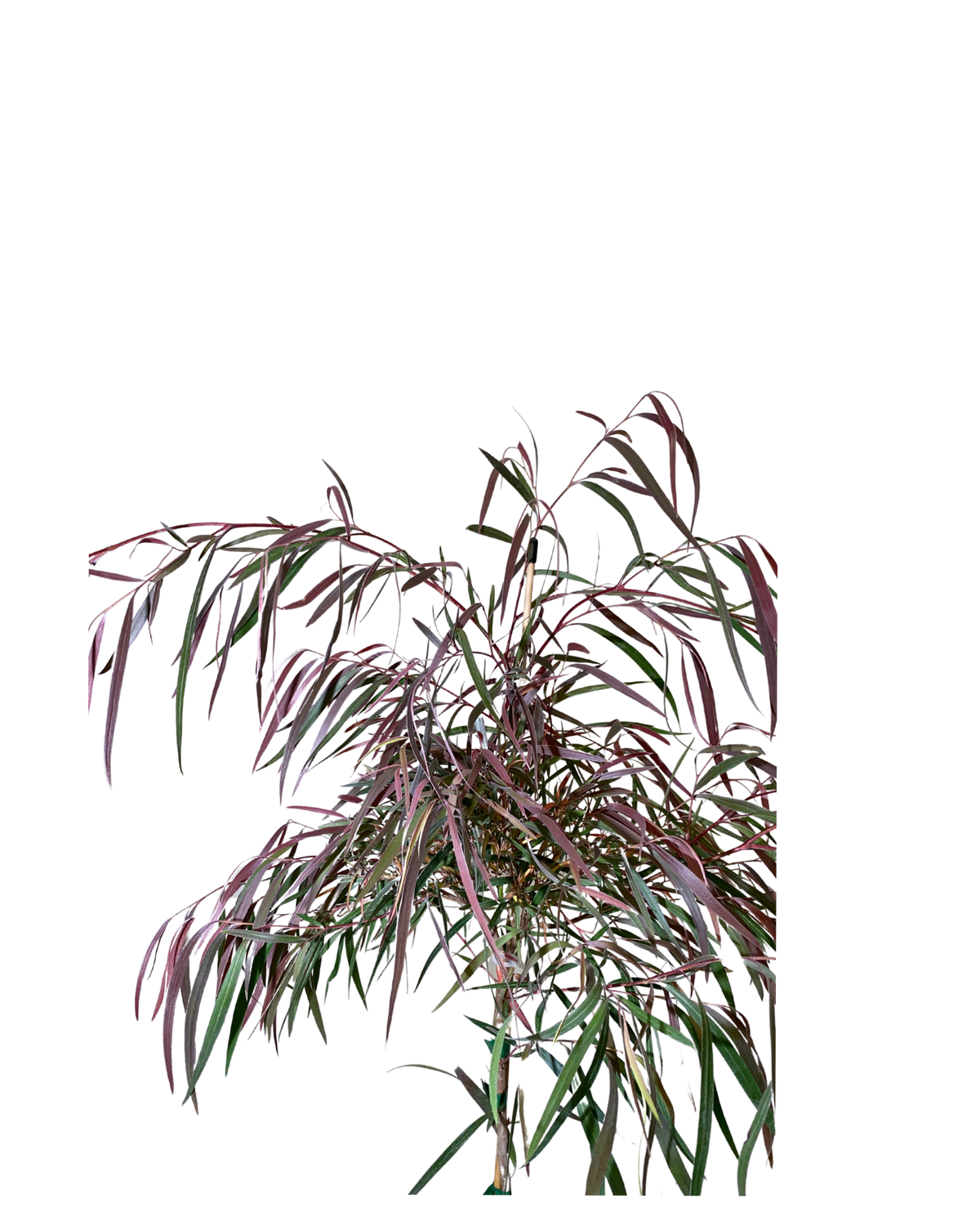 Willow Peppermint - Agonis Flexuosa Burgundy