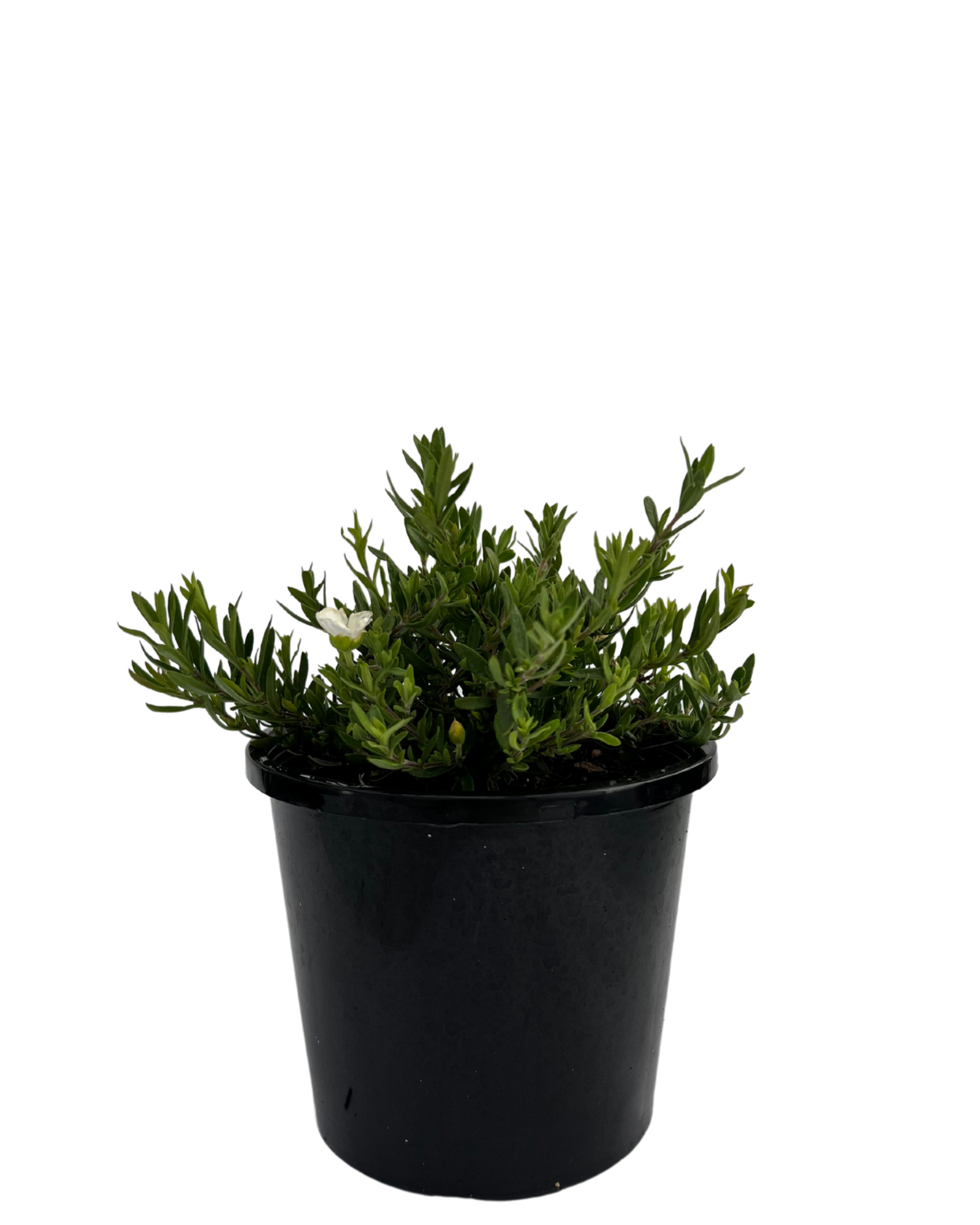 Mountain Sandwort - Arenaria Montana