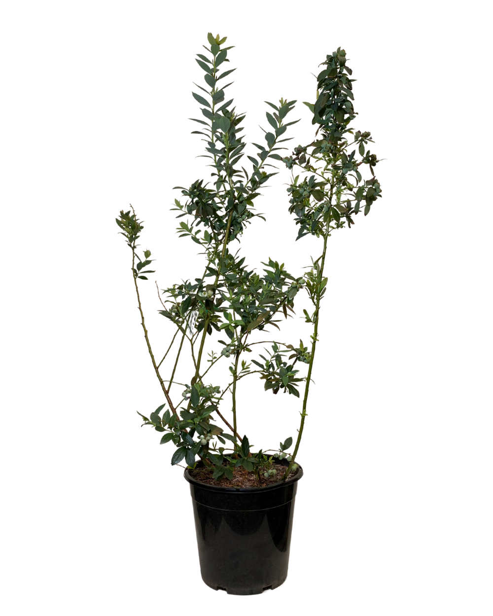 Blueberry Misty Blue | Fruit Tree Perth | Waldecks