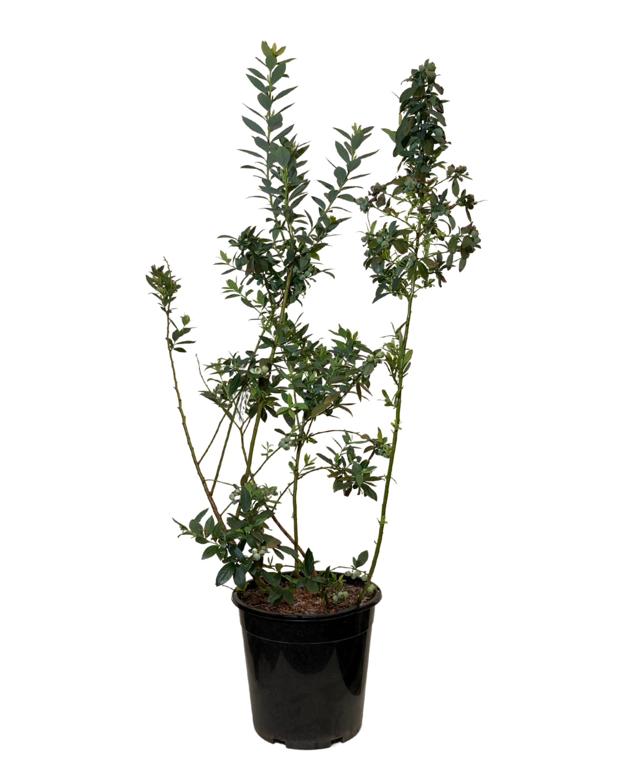 Blueberry Misty Blue | Fruit Tree Perth | Waldecks