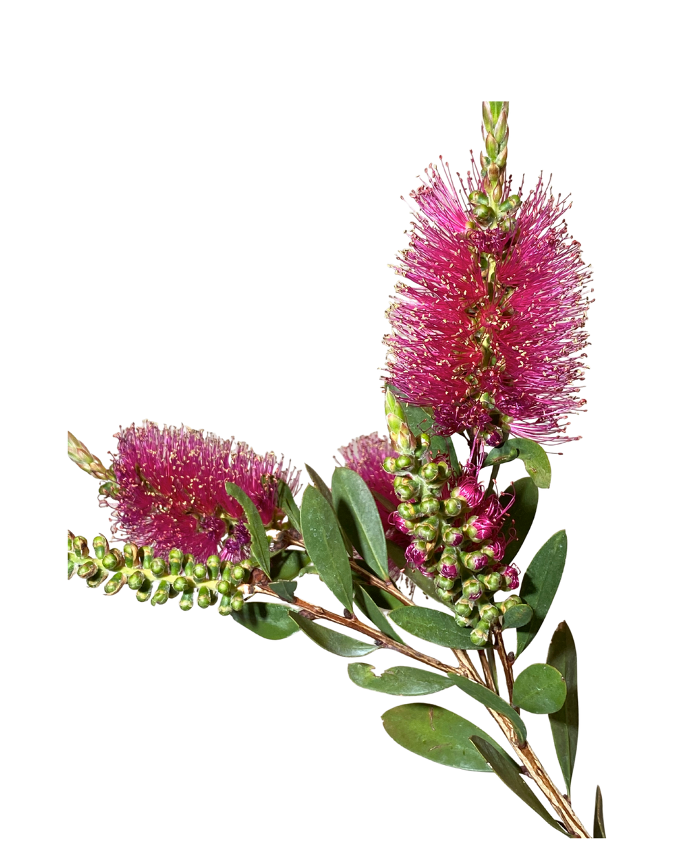 Bottlebrush - Callistemon Pallidus x Cittinus Hot Pink