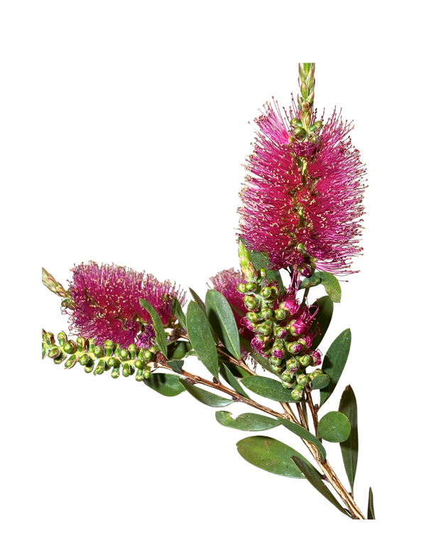 Bottlebrush - Callistemon Pallidus x Cittinus Hot Pink