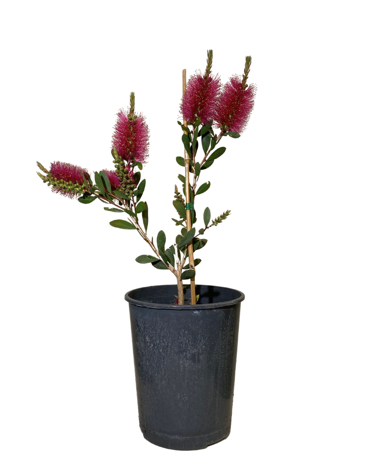 Bottlebrush - Callistemon Pallidus x Cittinus Hot Pink