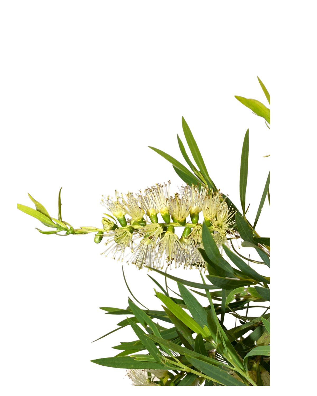 Bottlebrush - Callistemon Viminalis Wilderness White