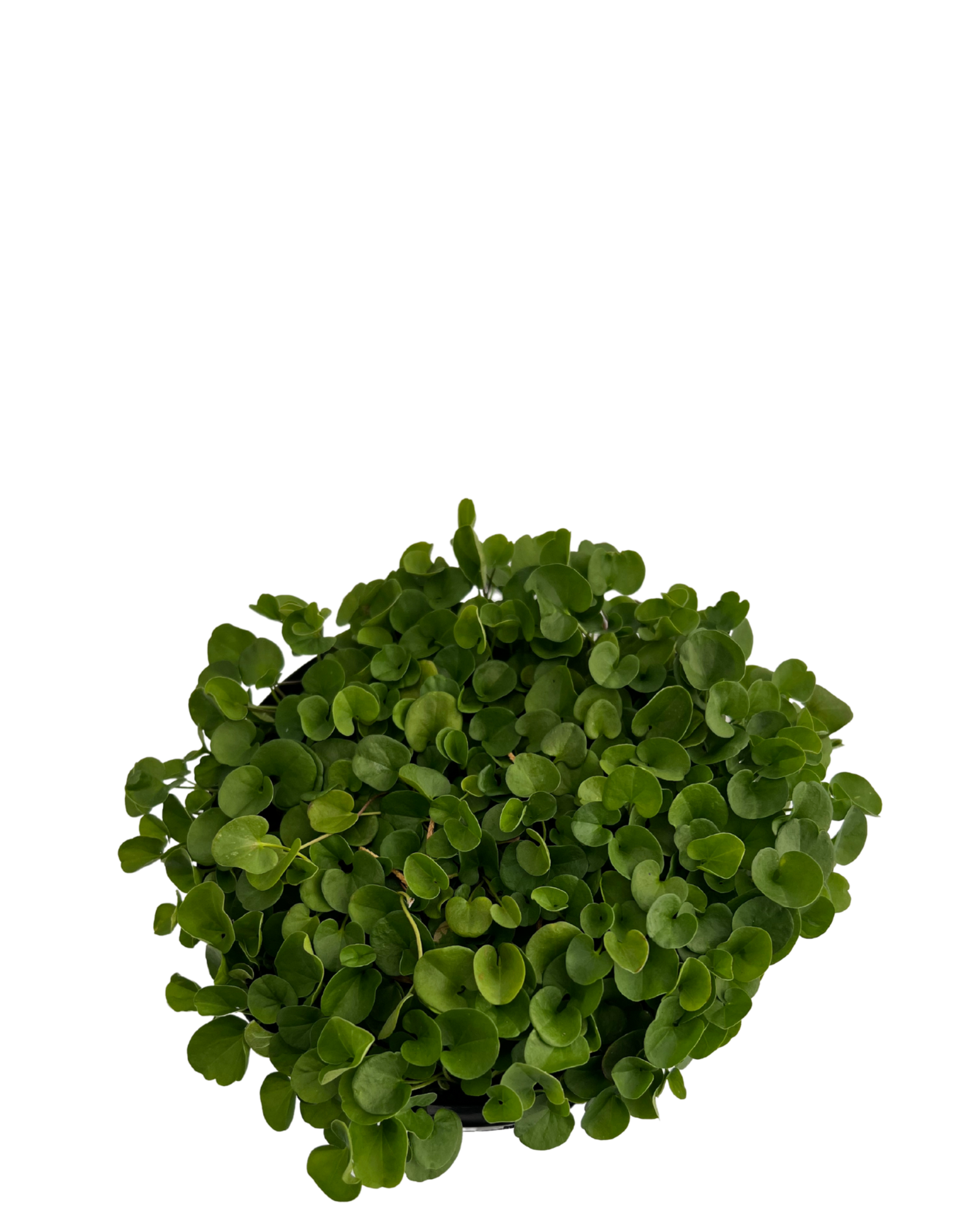 Dichondra Repens | Groundcover Plant Perth | Waldecks