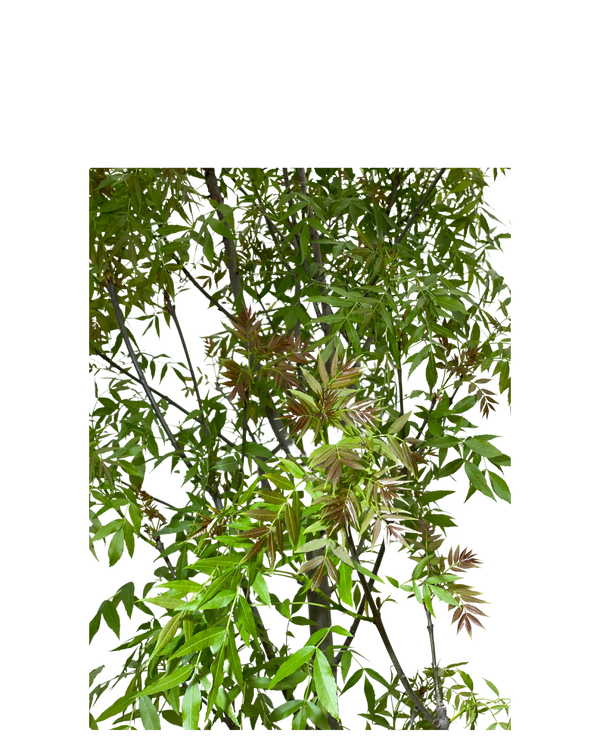 Claret Ash - Fraxinus Angustifolia Raywood