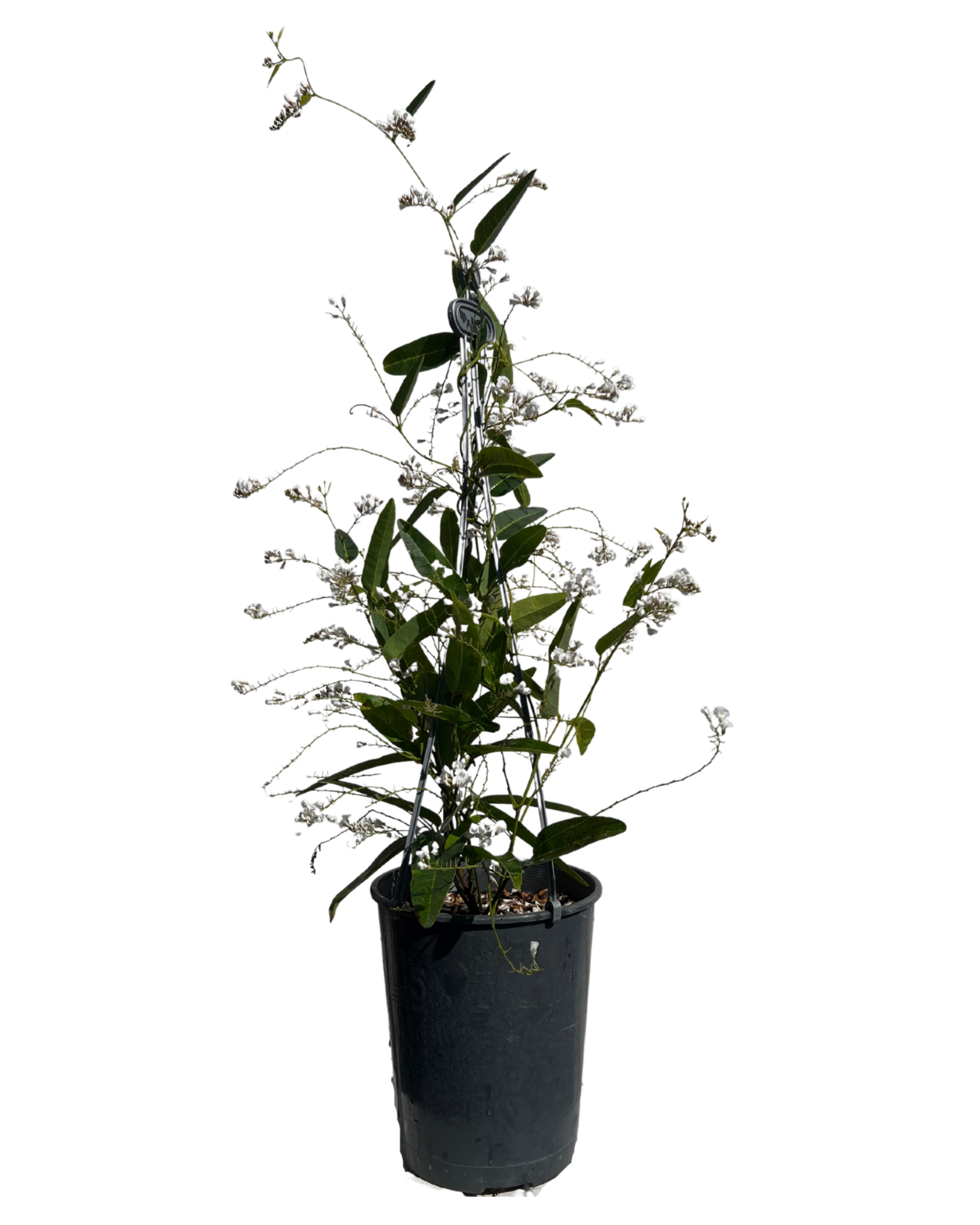Hardenbergia White Out | Australian Native Plant Perth | Waldecks