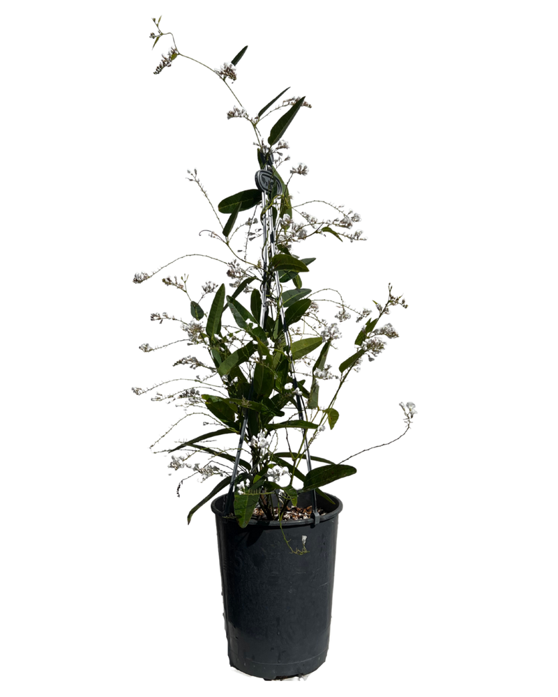 Hardenbergia White Out | Australian Native Plant Perth | Waldecks
