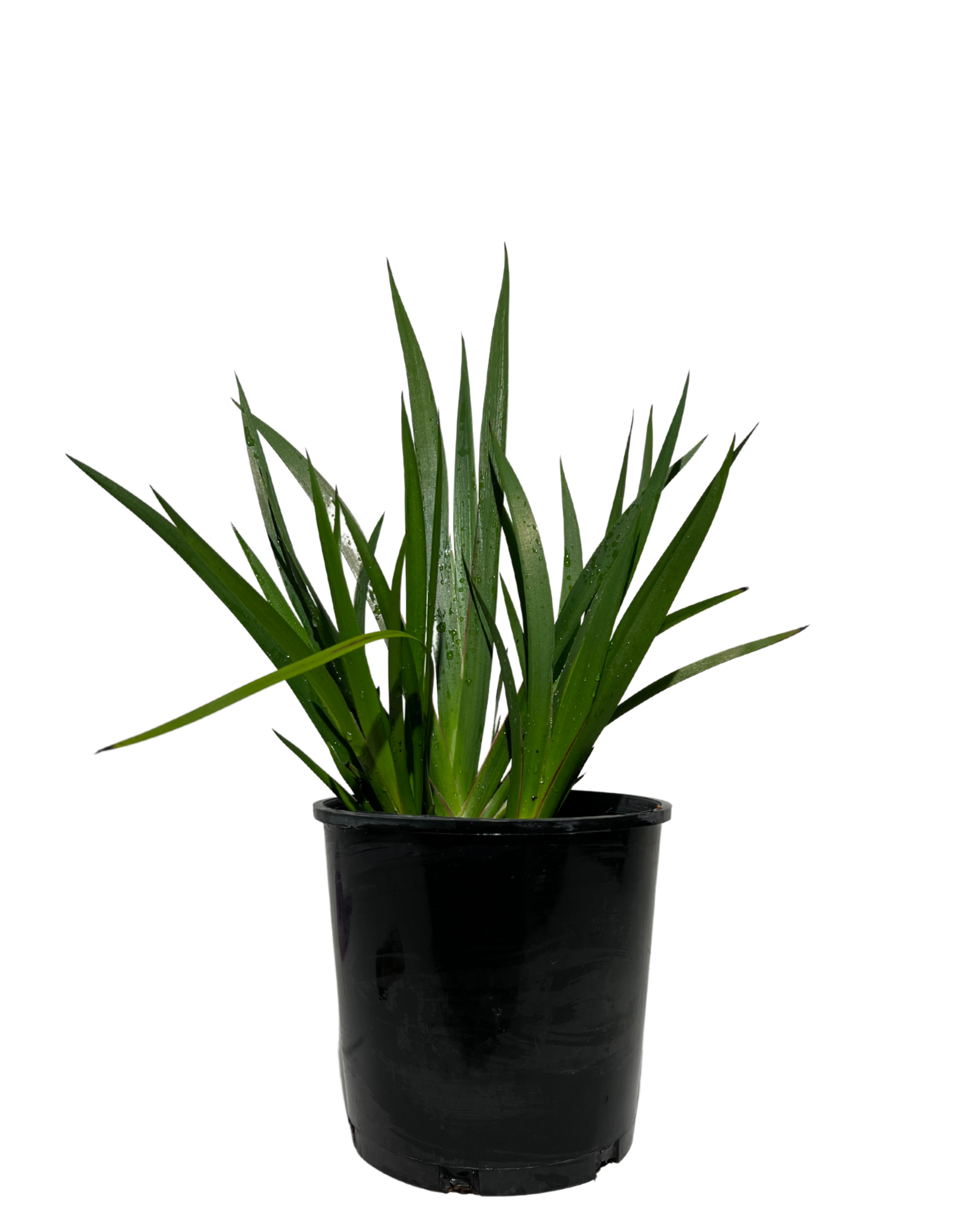 Kangaroo Paw - Anigozanthos Landscape Gold