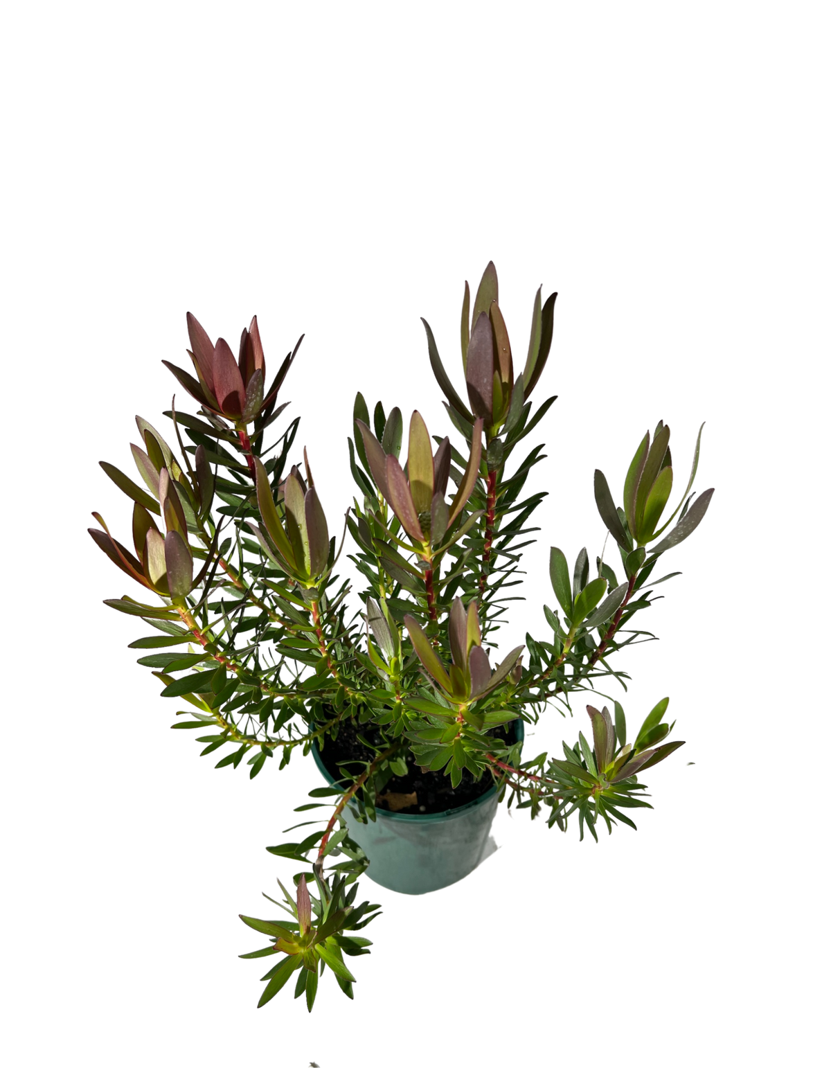 Leucadendron Safari Sunset | Garden Shrub Perth | Waldecks
