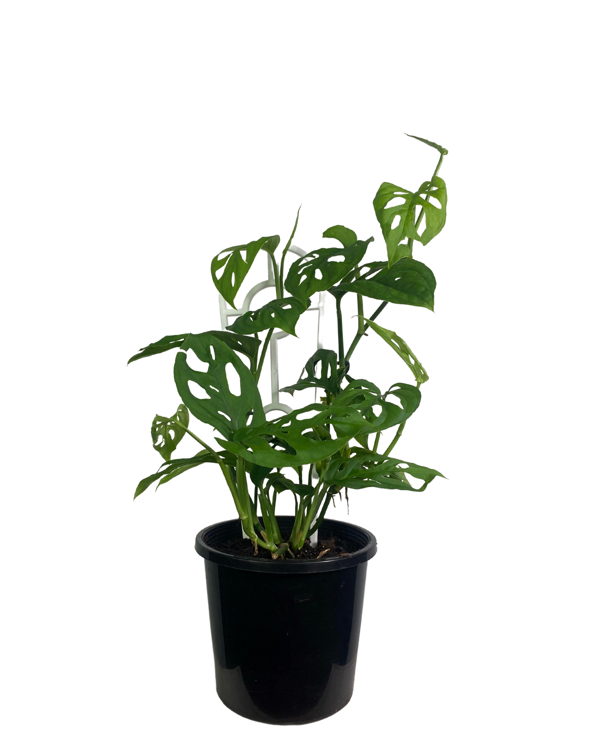 Monstera Adansonii | Indoor Plant Perth | Waldecks