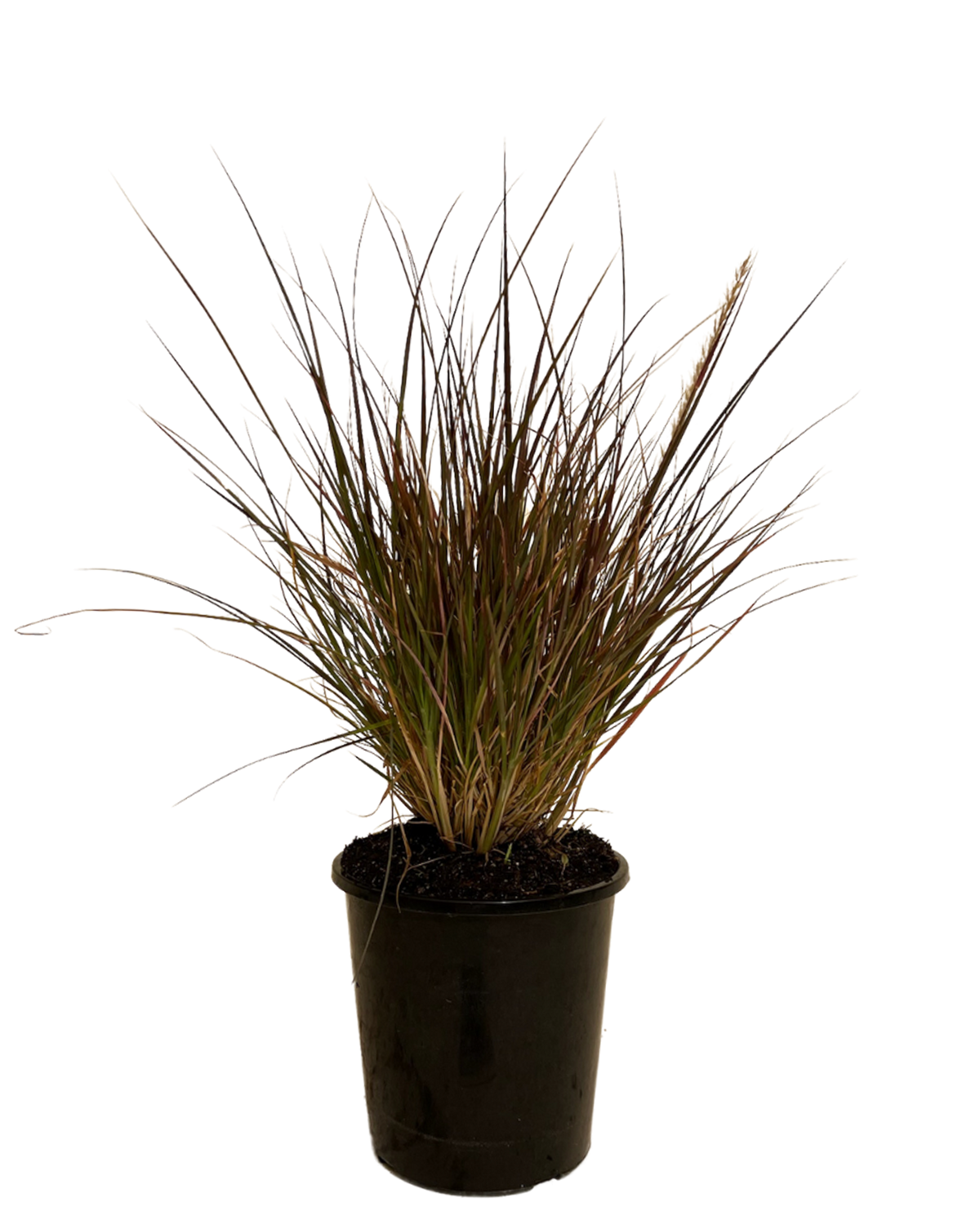 Pennisetum Rubra Dwarf