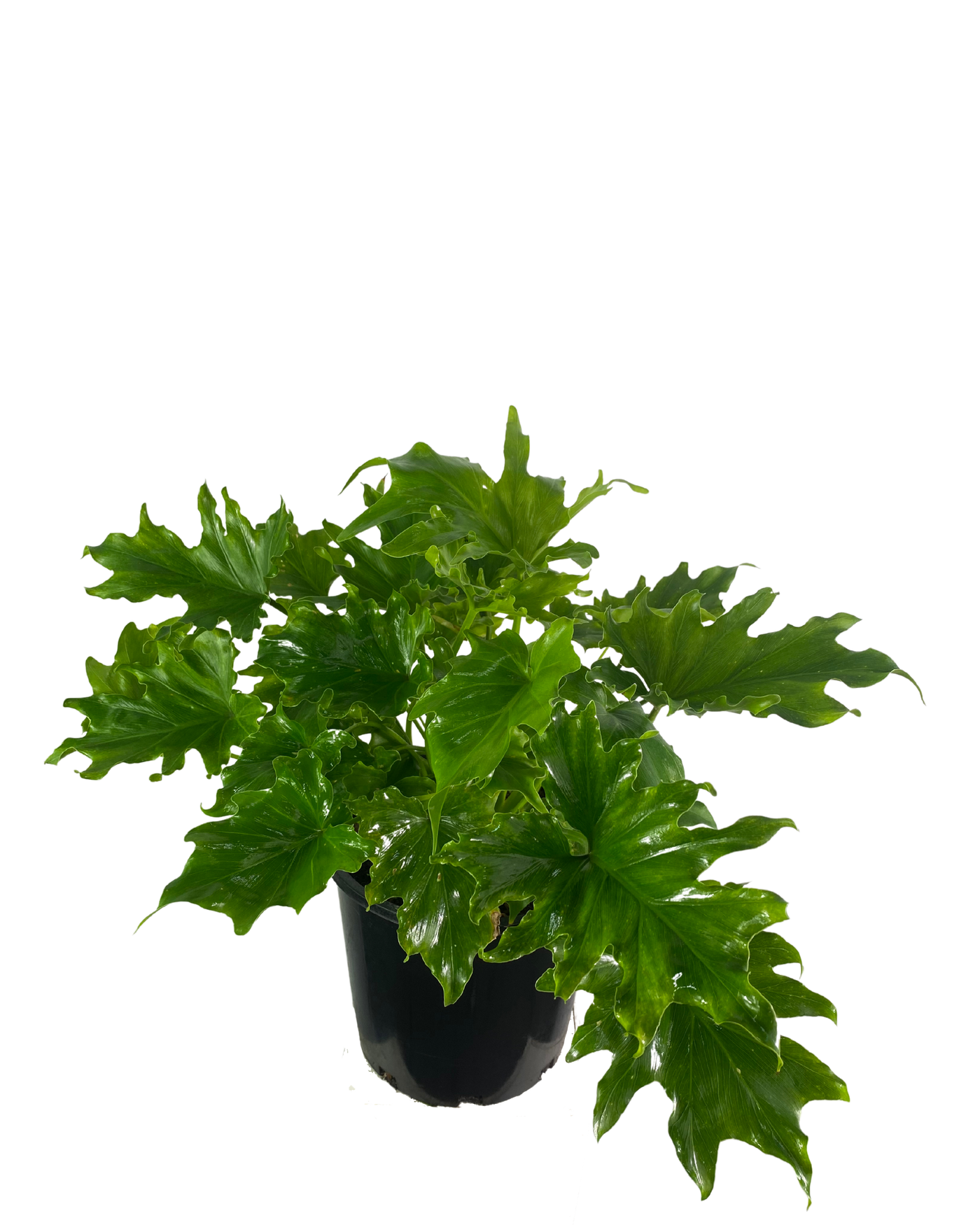 Philodendron Lickety Split | Indoor Plant Perth | Waldecks