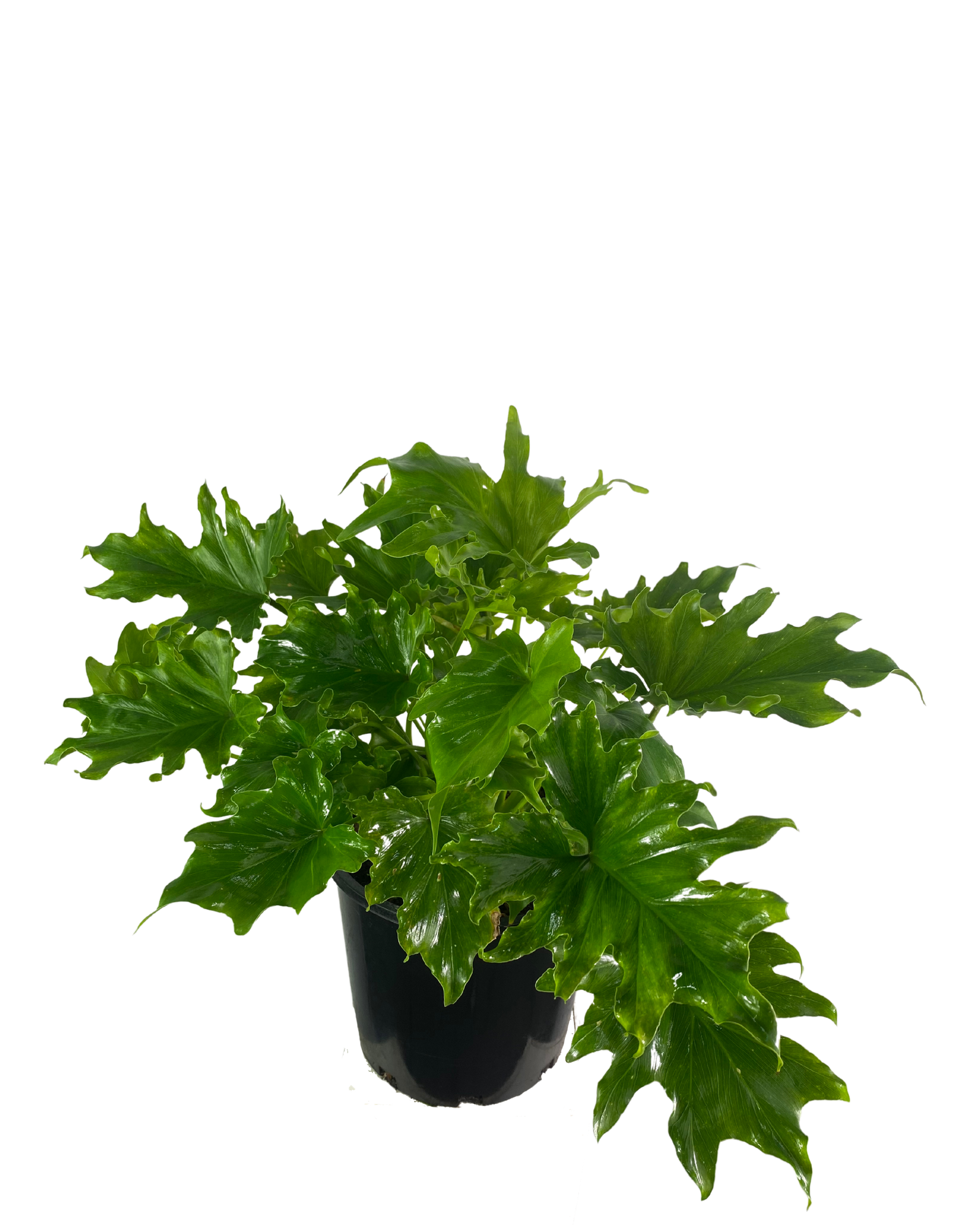 Philodendron Lickety Split | Indoor Plant Perth | Waldecks